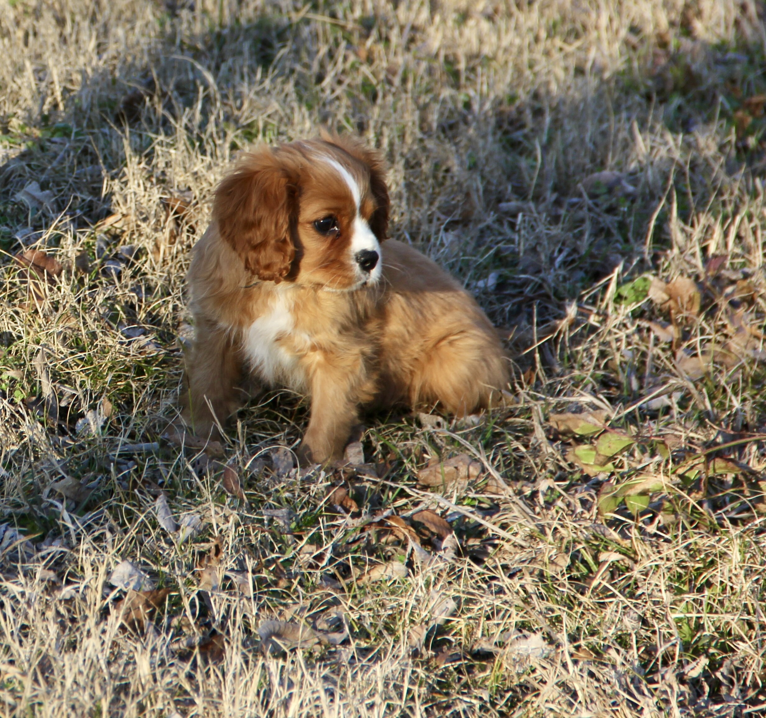 Available cavapoo puppies — Lawler’s Legacy Litters
