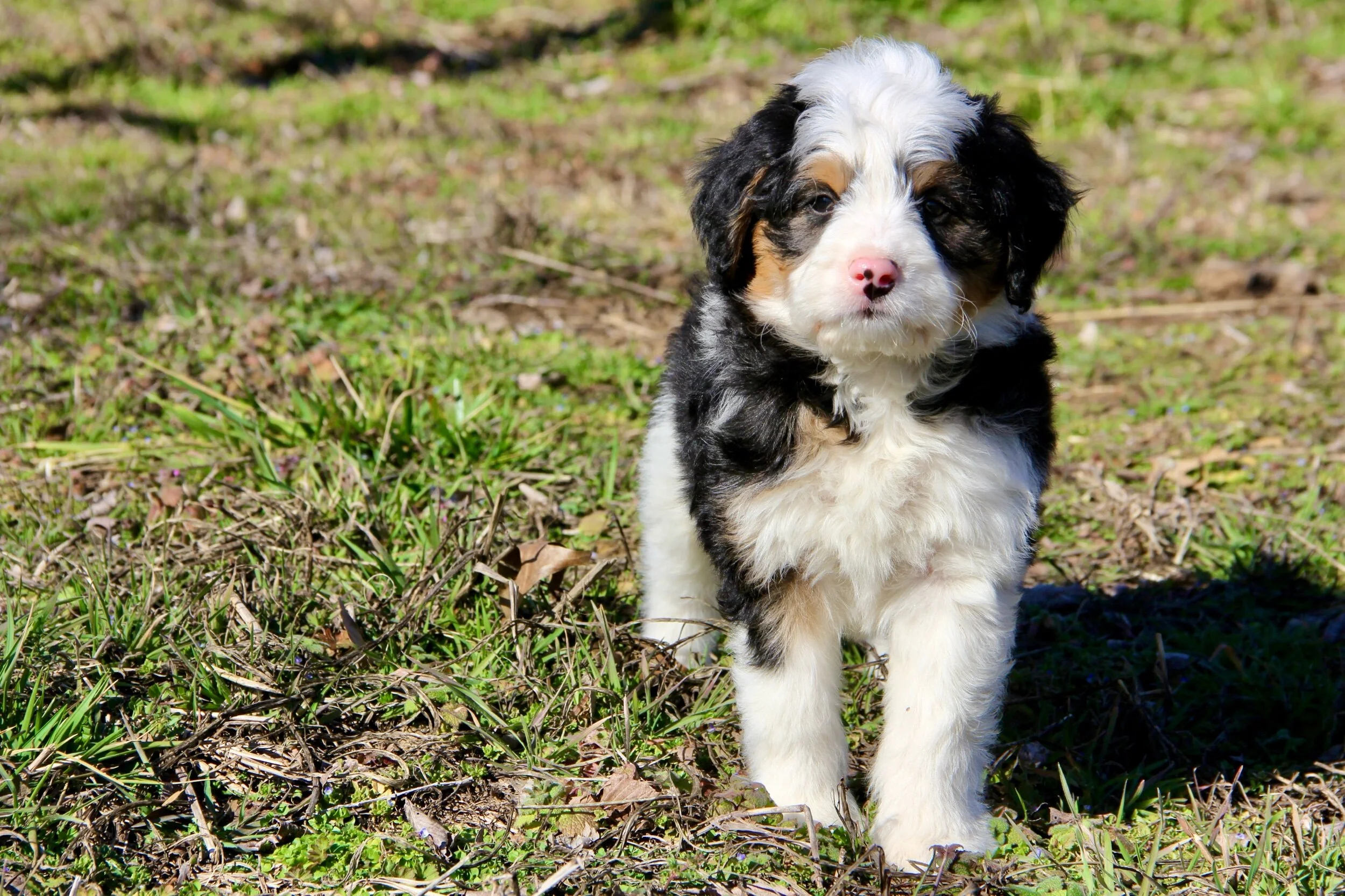 Available puppies — Lawler’s Legacy Litters