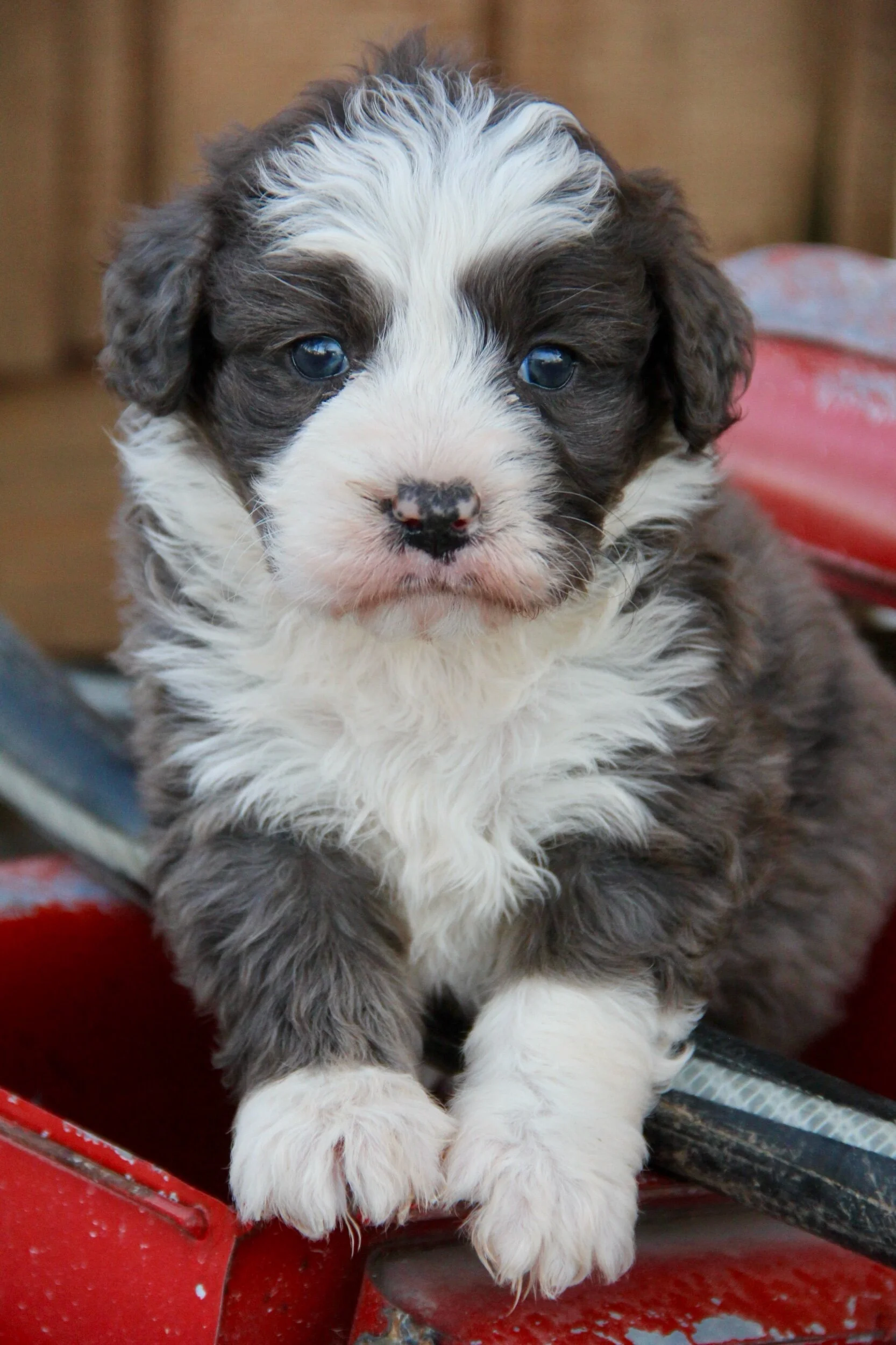 Available puppies — Lawler’s Legacy Litters