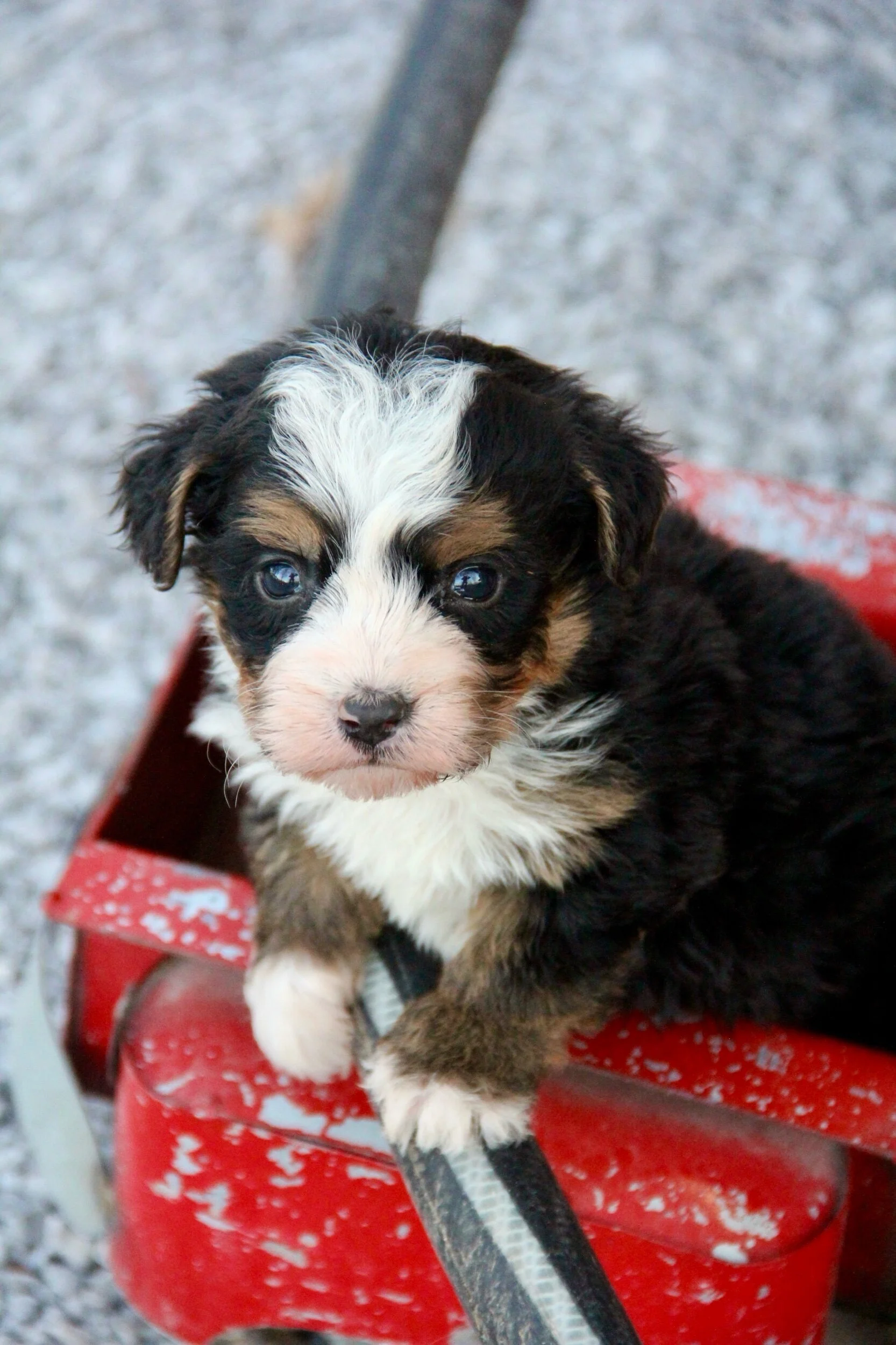 Available puppies — Lawler’s Legacy Litters