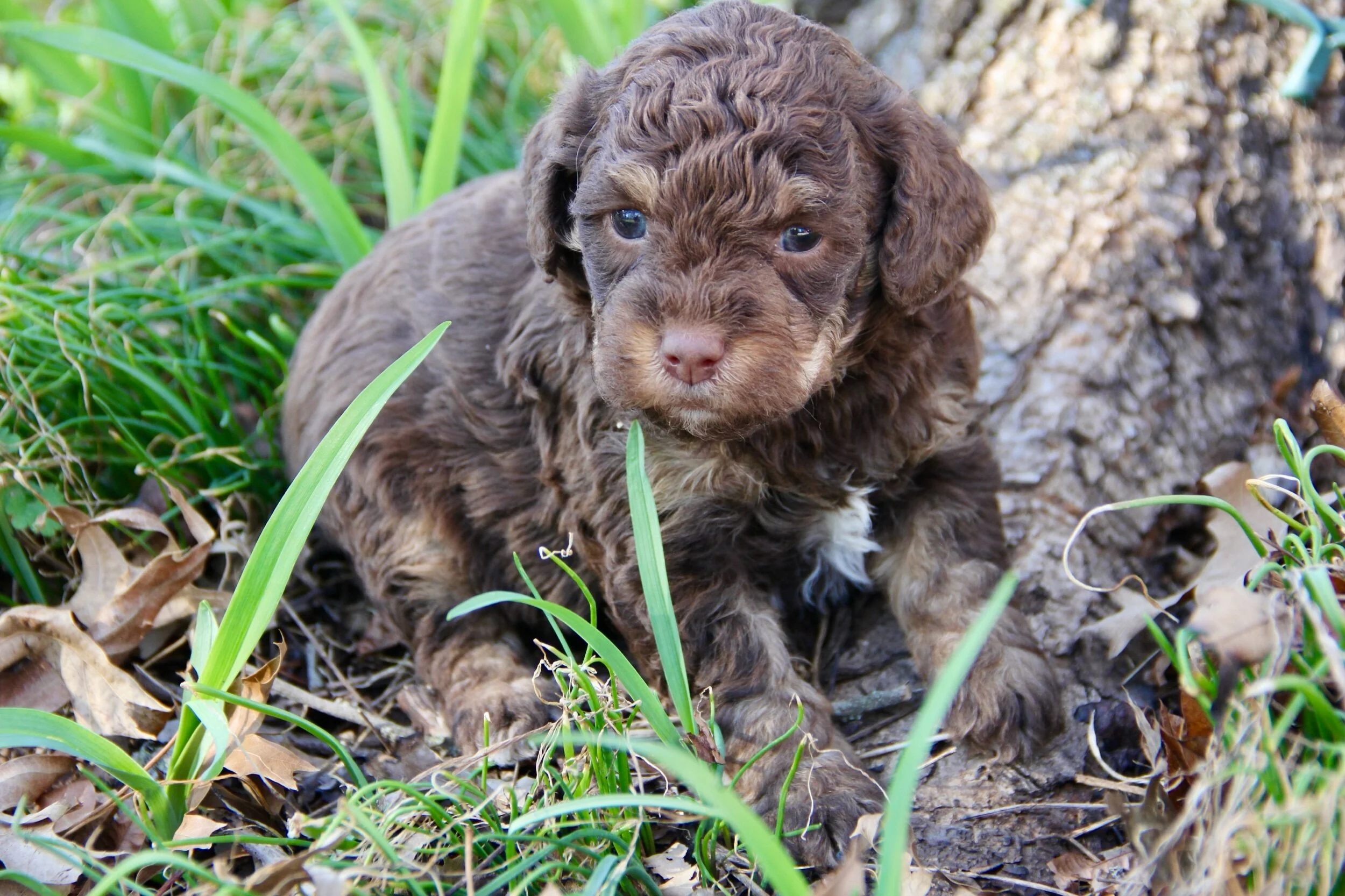 Available puppies — Lawler’s Legacy Litters