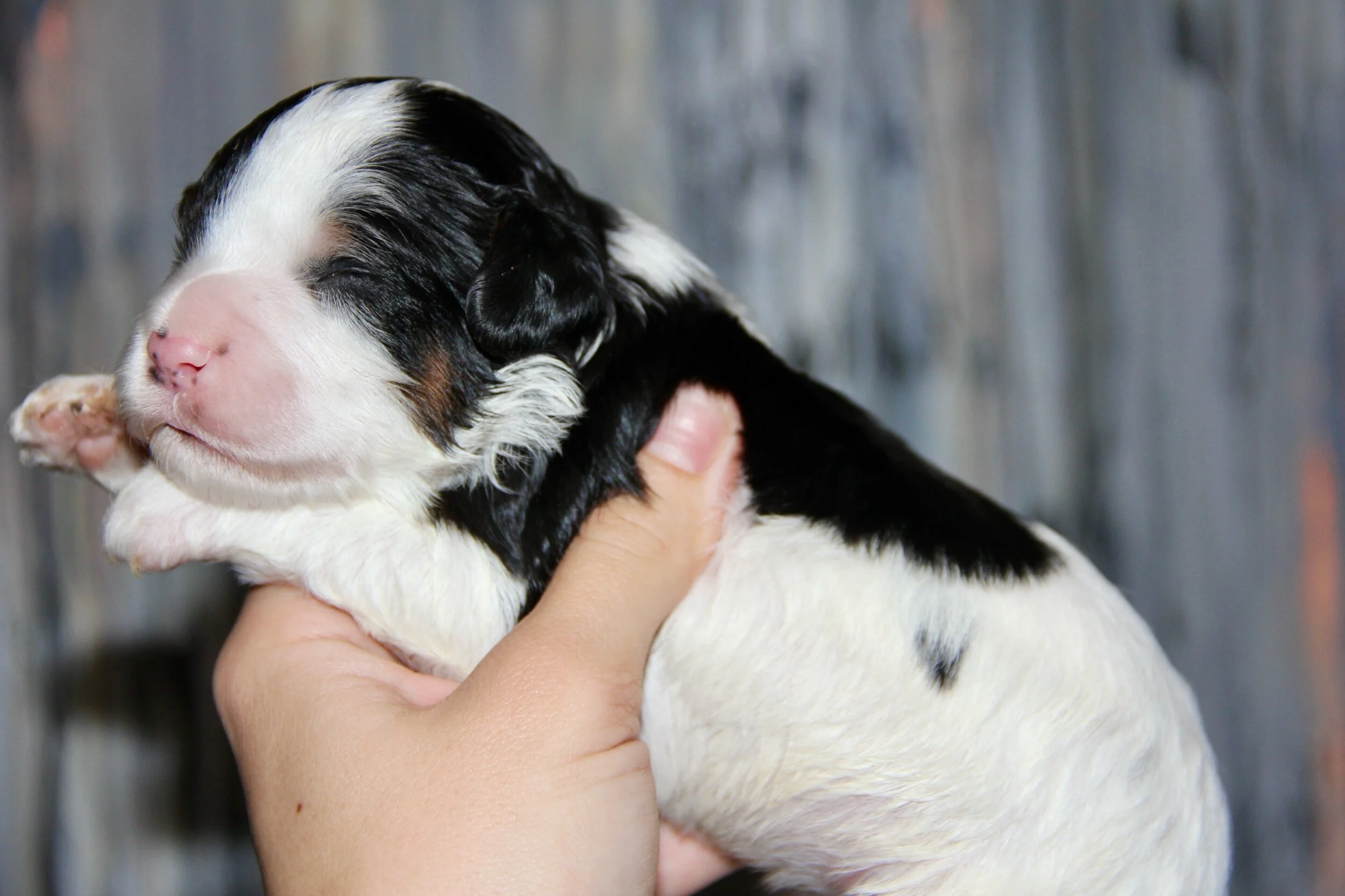 Available cavapoo puppies — Lawler’s Legacy Litters