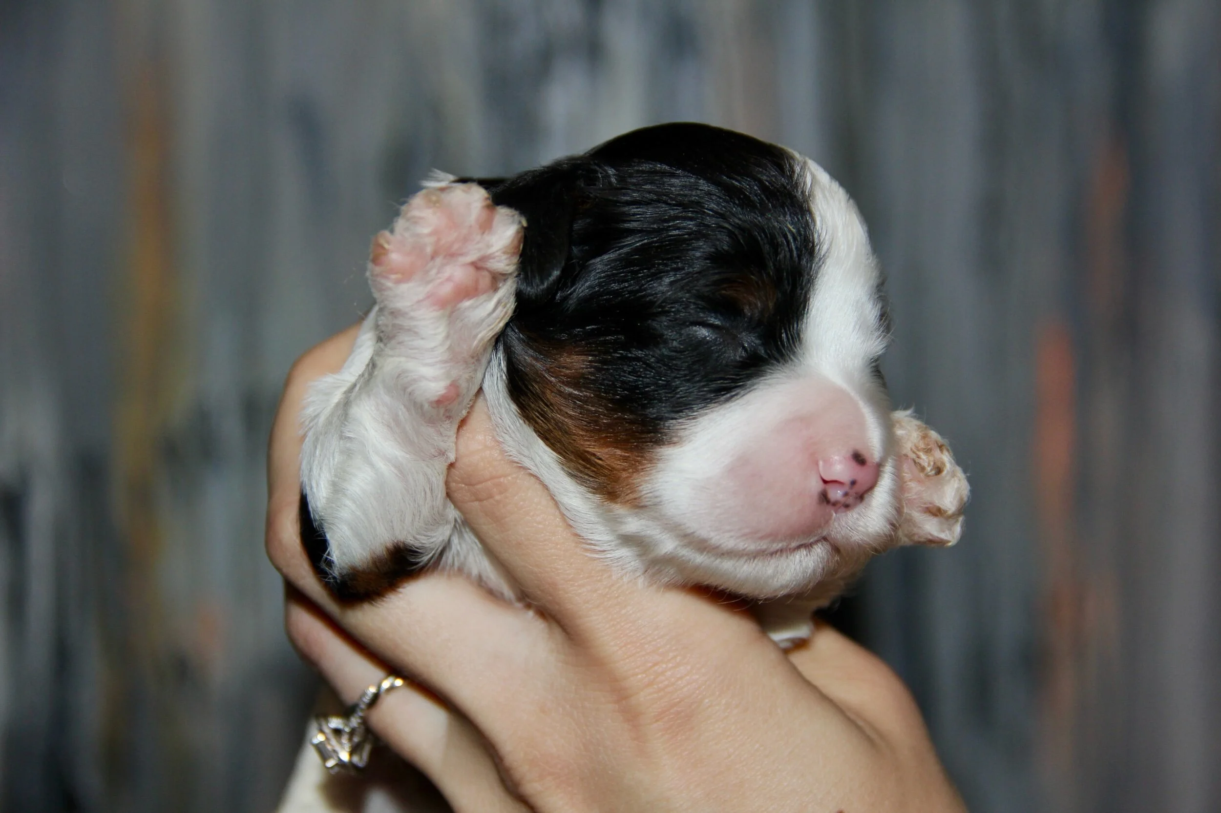 Available cavapoo puppies — Lawler’s Legacy Litters