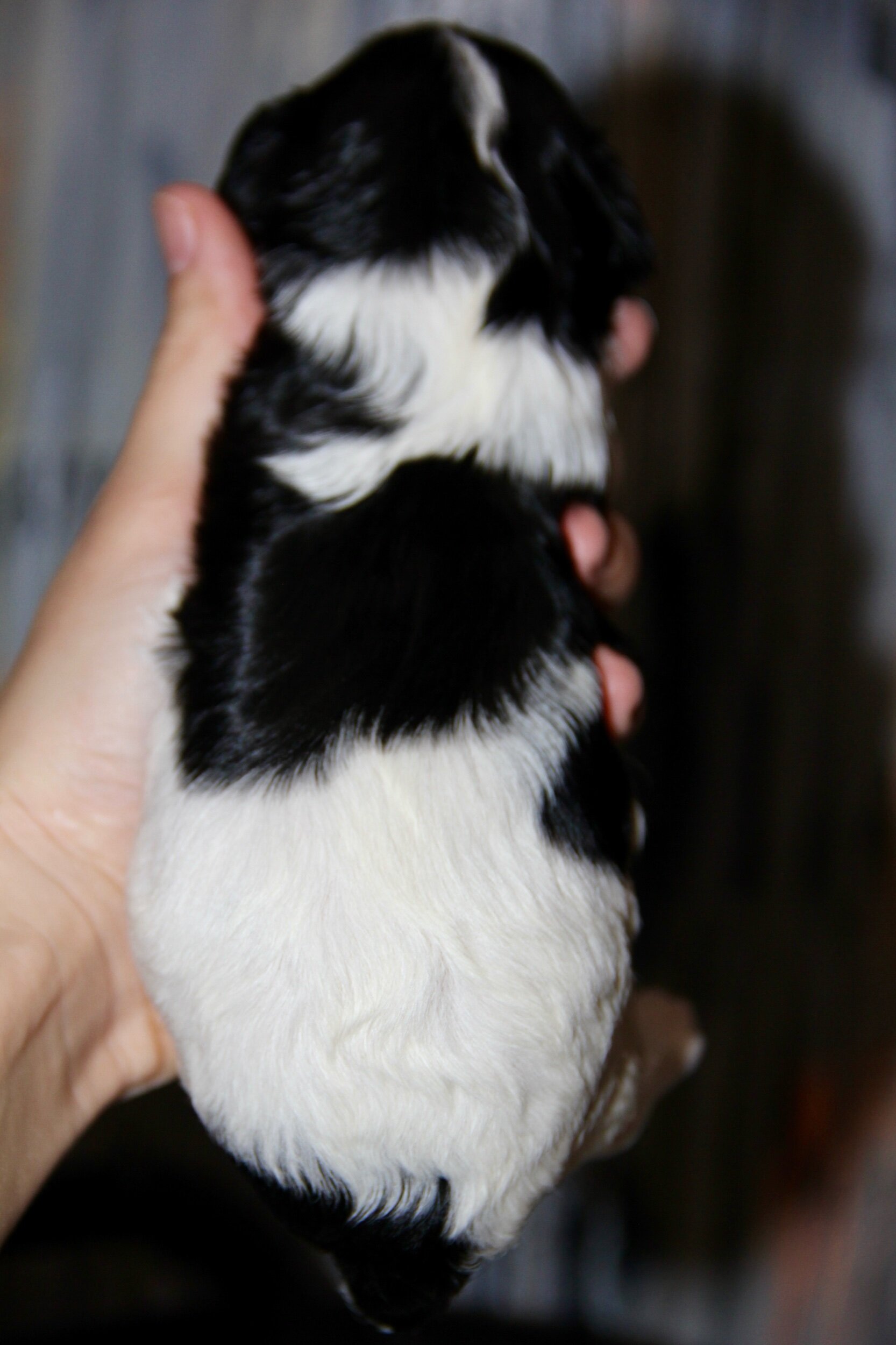 Available cavapoo puppies — Lawler’s Legacy Litters