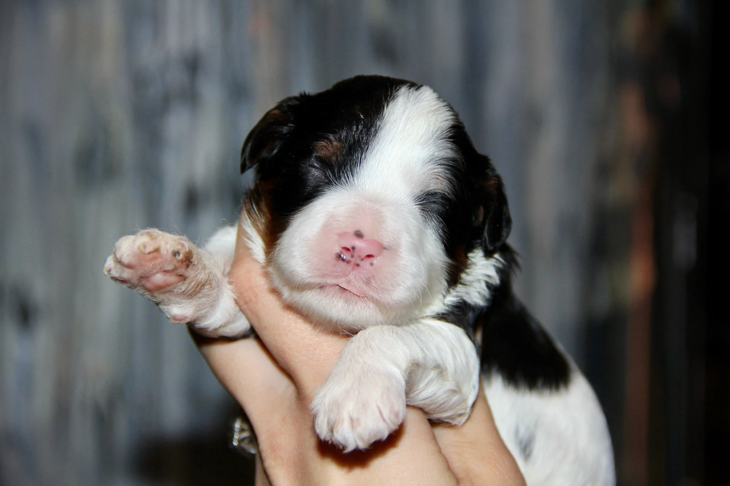 Available cavapoo puppies — Lawler’s Legacy Litters