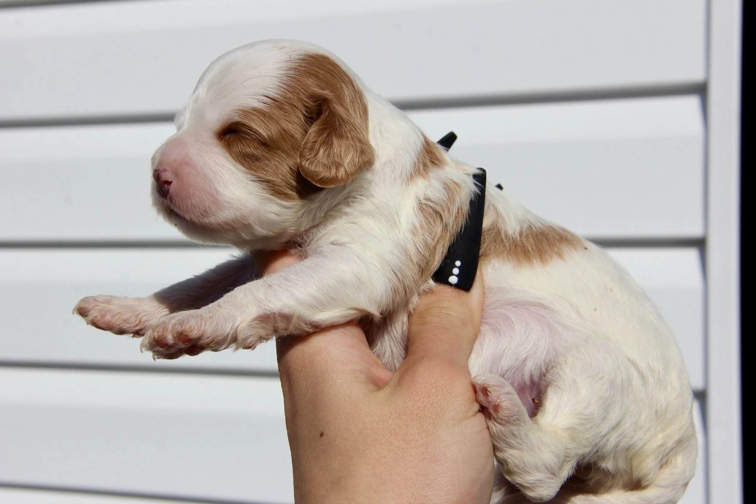 Available cavapoo puppies — Lawler’s Legacy Litters
