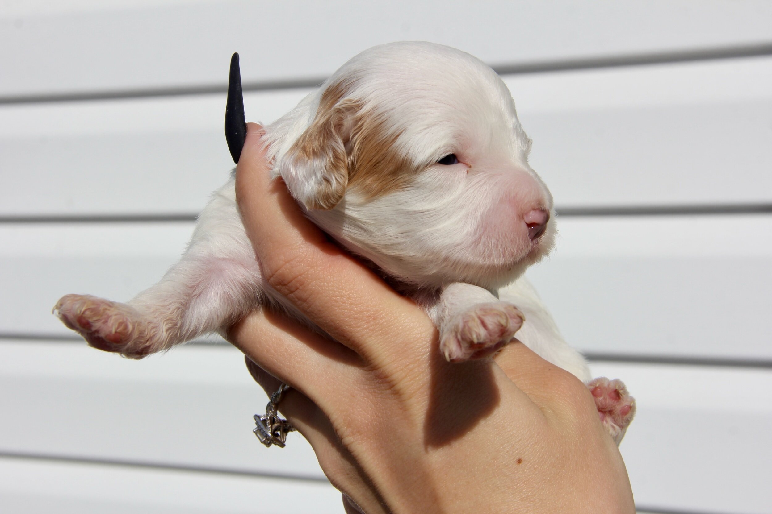 Available cavapoo puppies — Lawler’s Legacy Litters