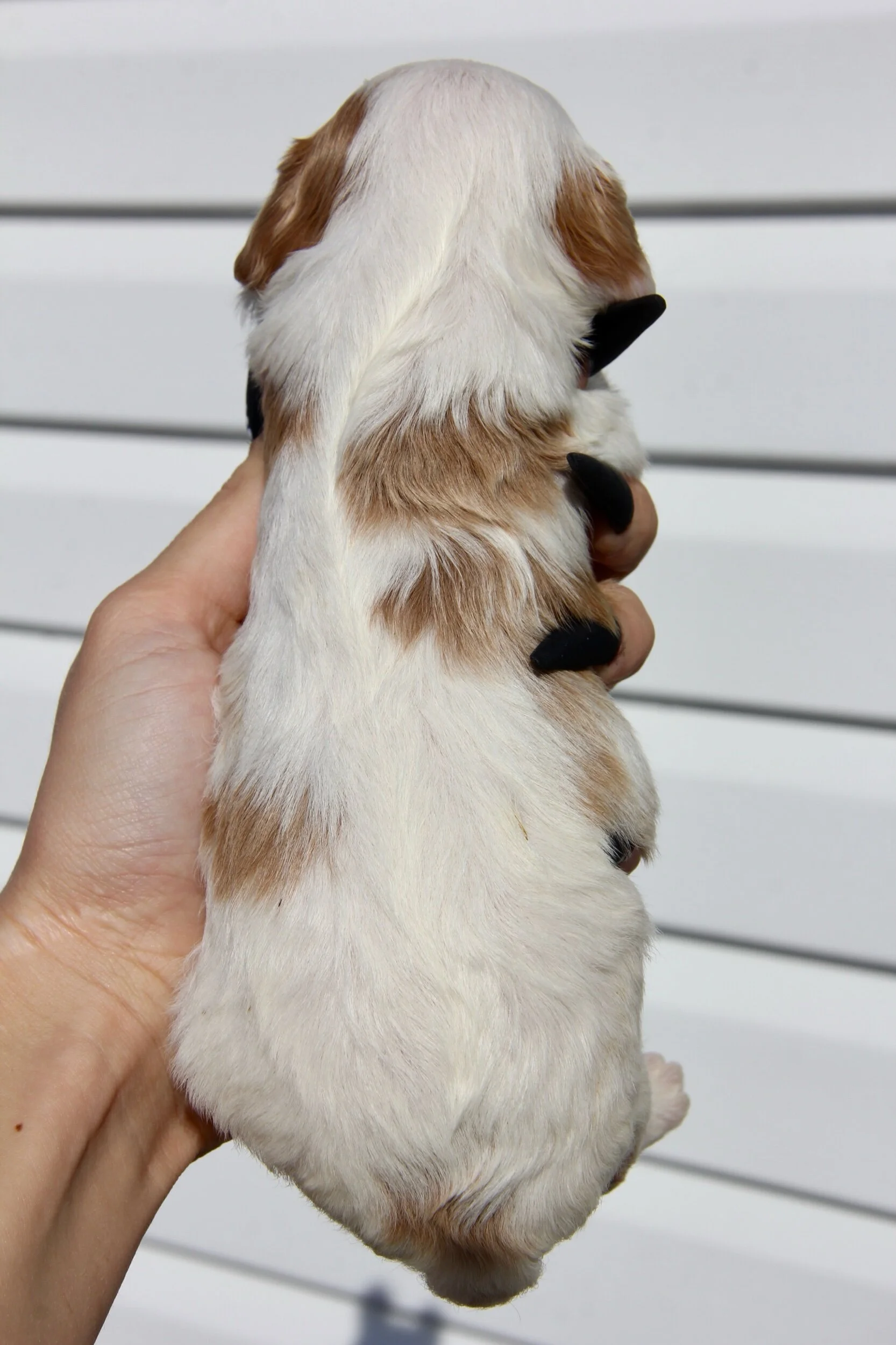 Available cavapoo puppies — Lawler’s Legacy Litters