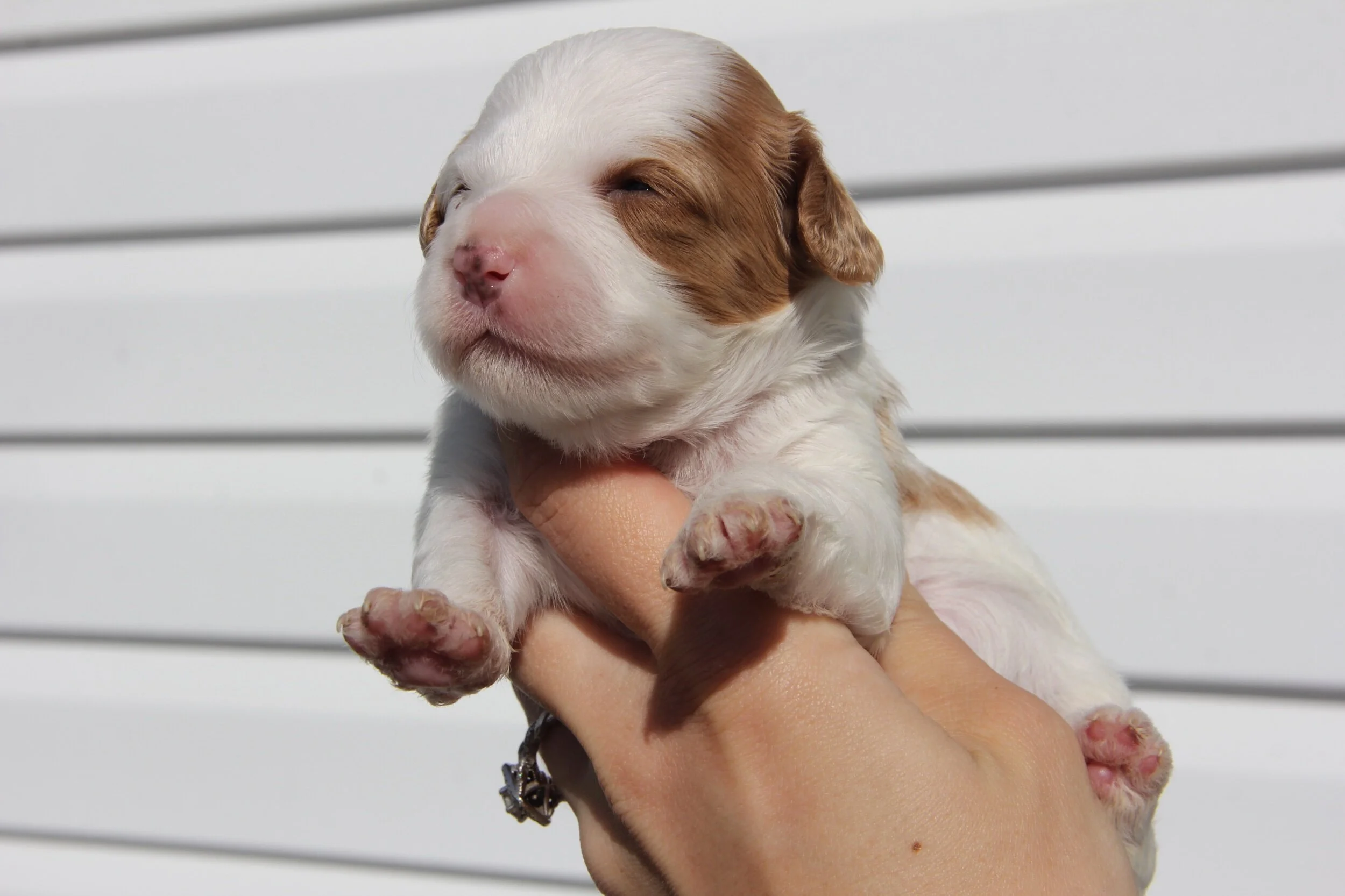 Available cavapoo puppies — Lawler’s Legacy Litters