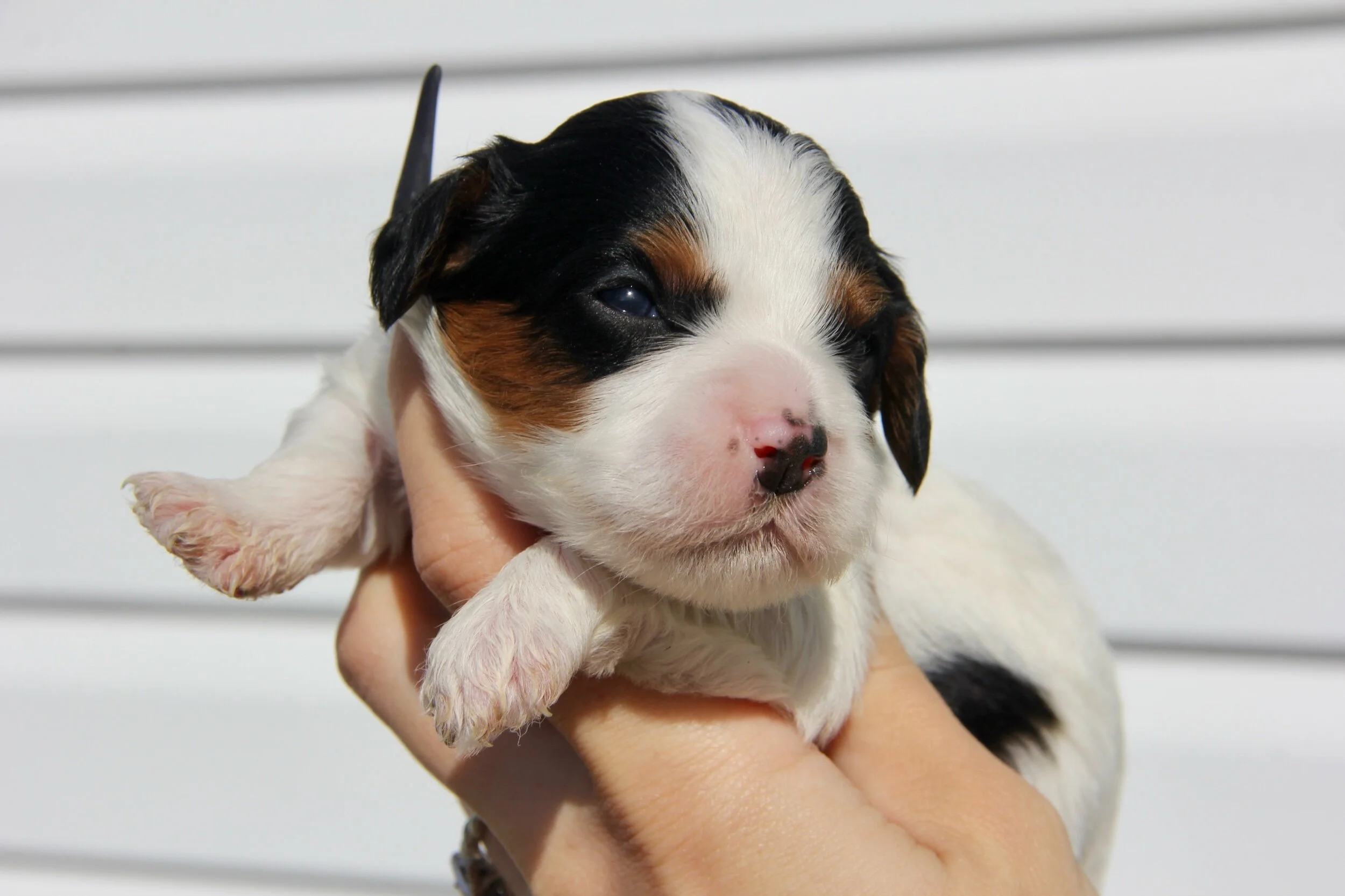 Available cavapoo puppies — Lawler’s Legacy Litters