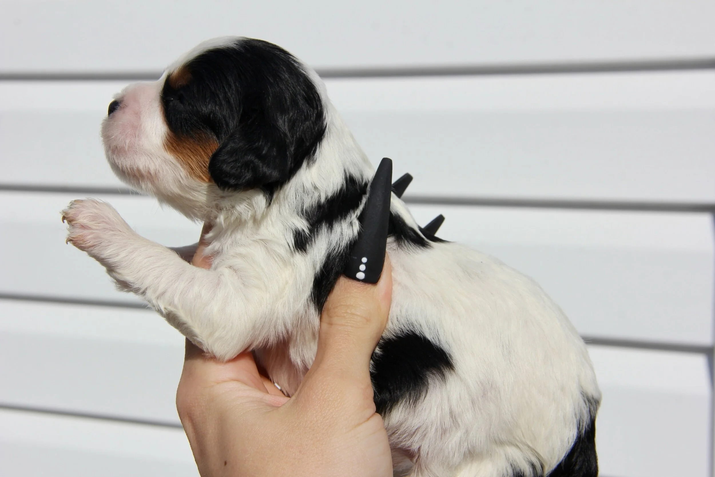 Available cavapoo puppies — Lawler’s Legacy Litters