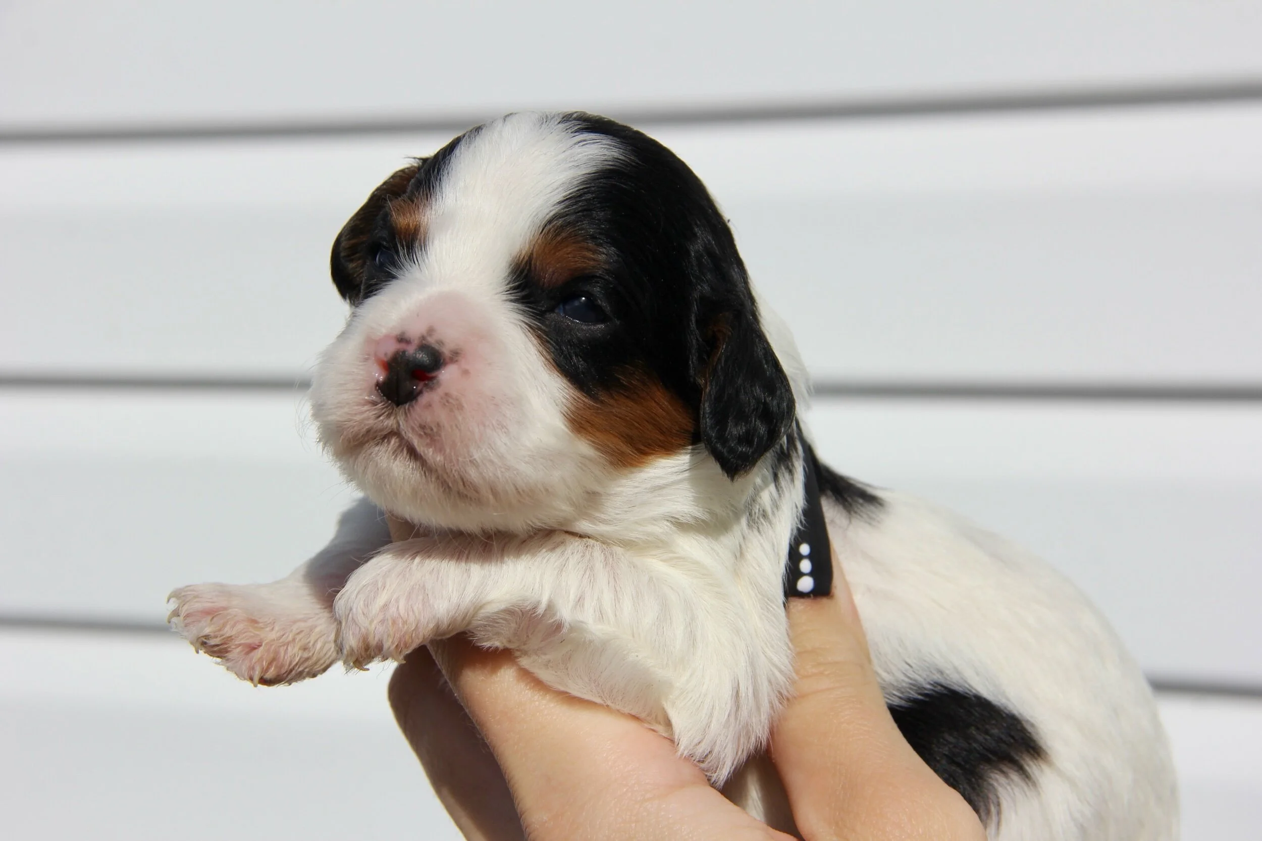 Available cavapoo puppies — Lawler’s Legacy Litters