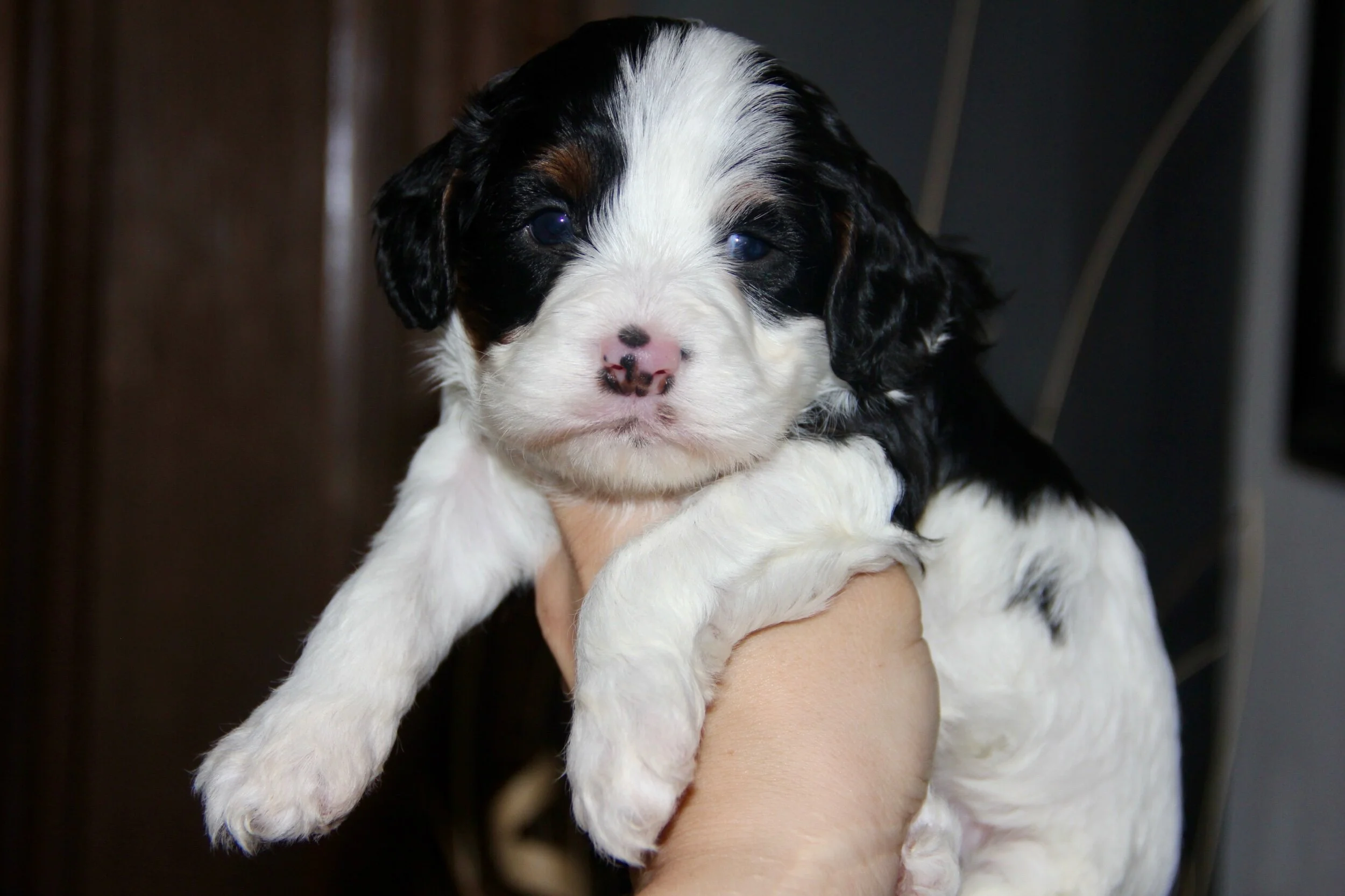 Cavapoo puppies for sale — Lawler’s Legacy Litters