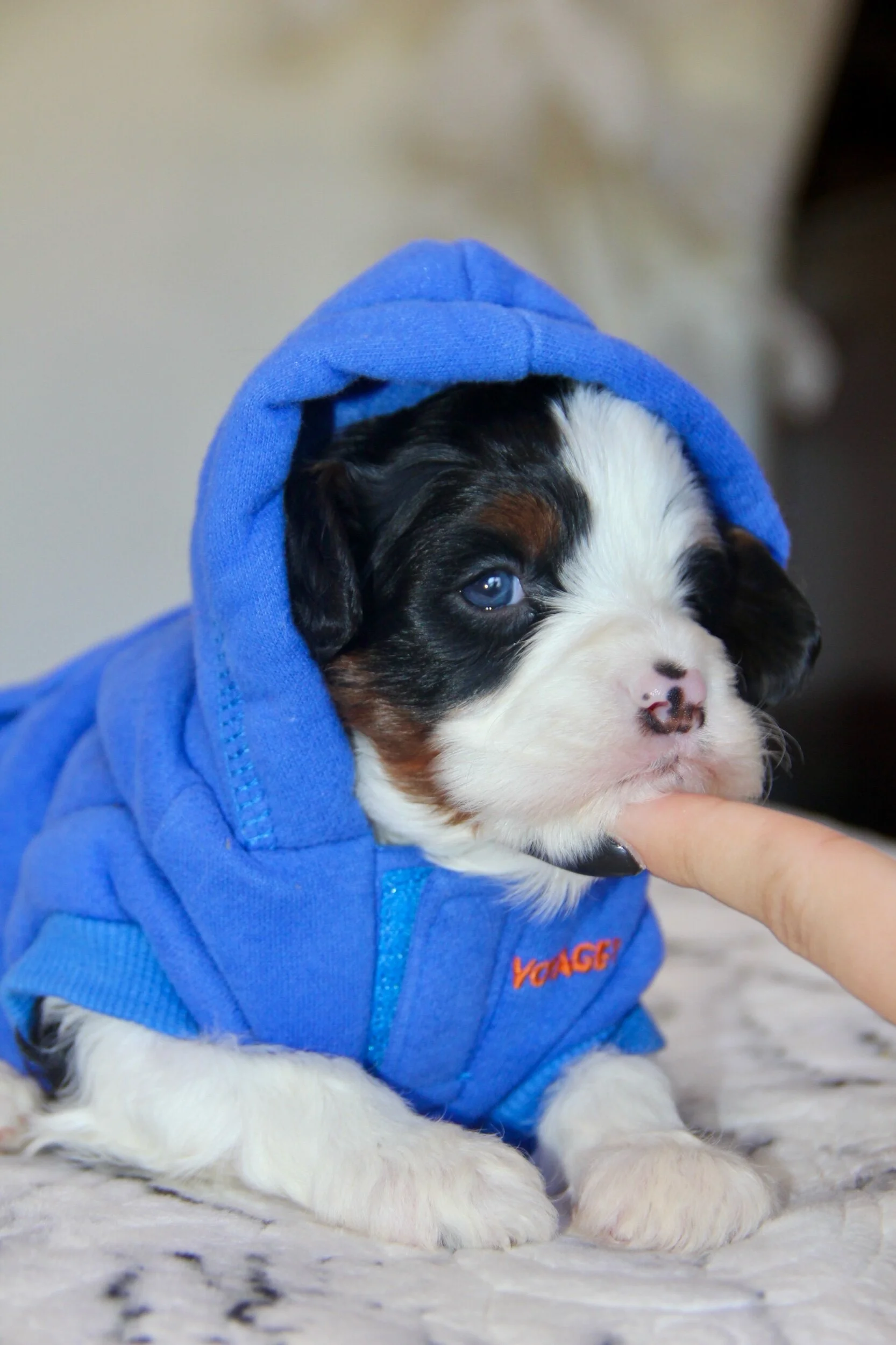 Cavapoo puppies for sale — Lawler’s Legacy Litters