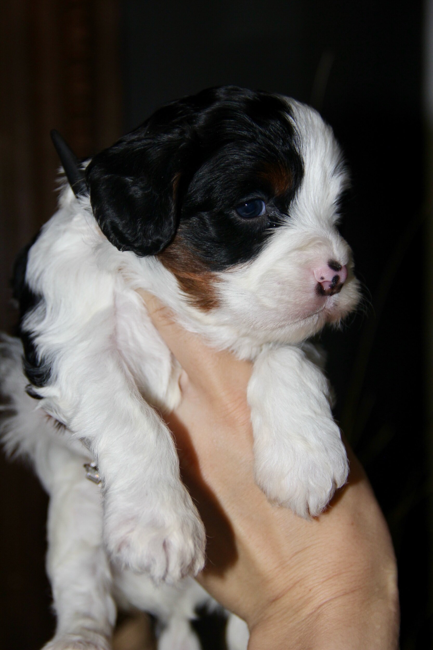 Cavapoo puppies for sale — Lawler’s Legacy Litters