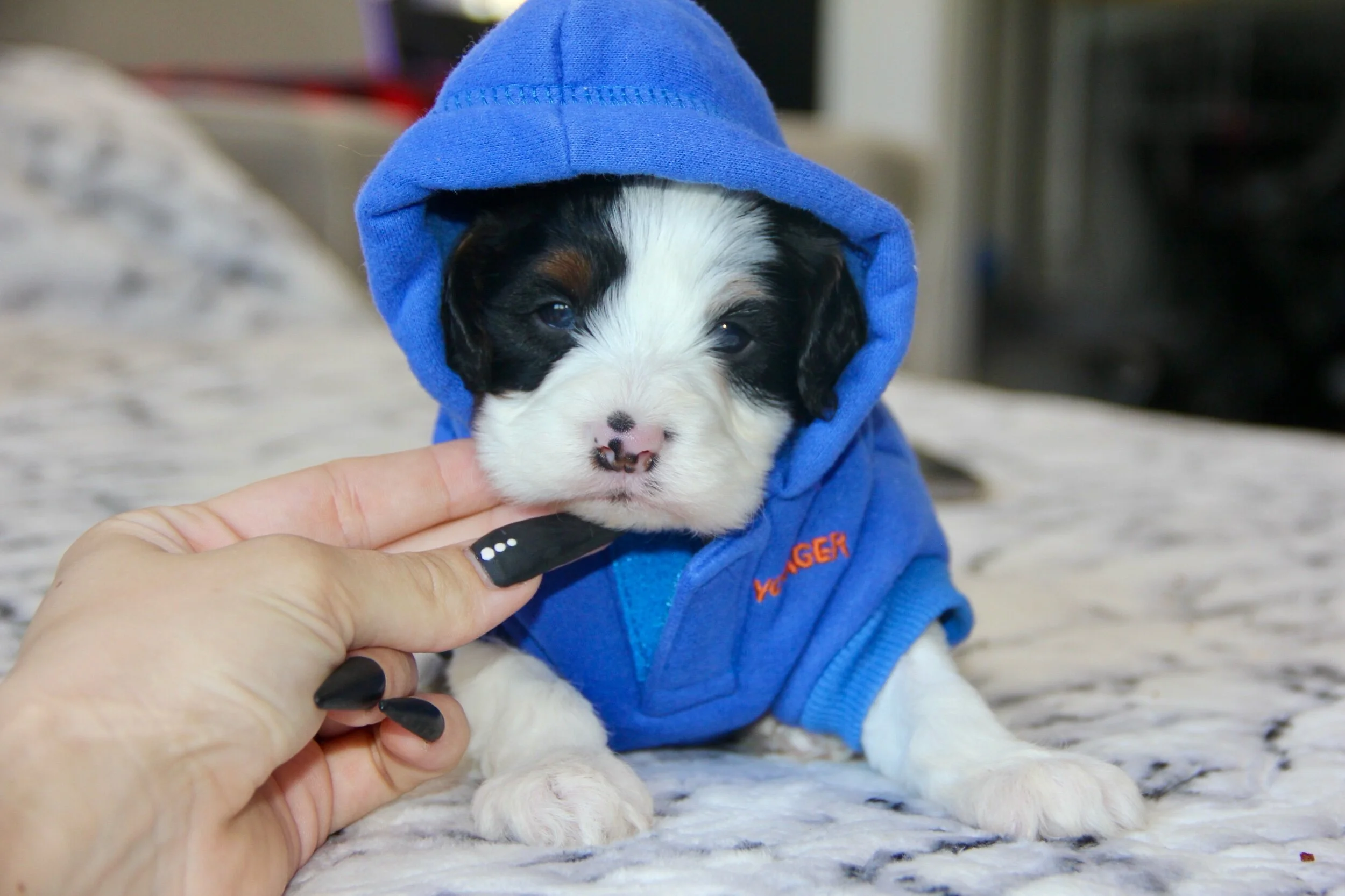 Cavapoo puppies for sale — Lawler’s Legacy Litters