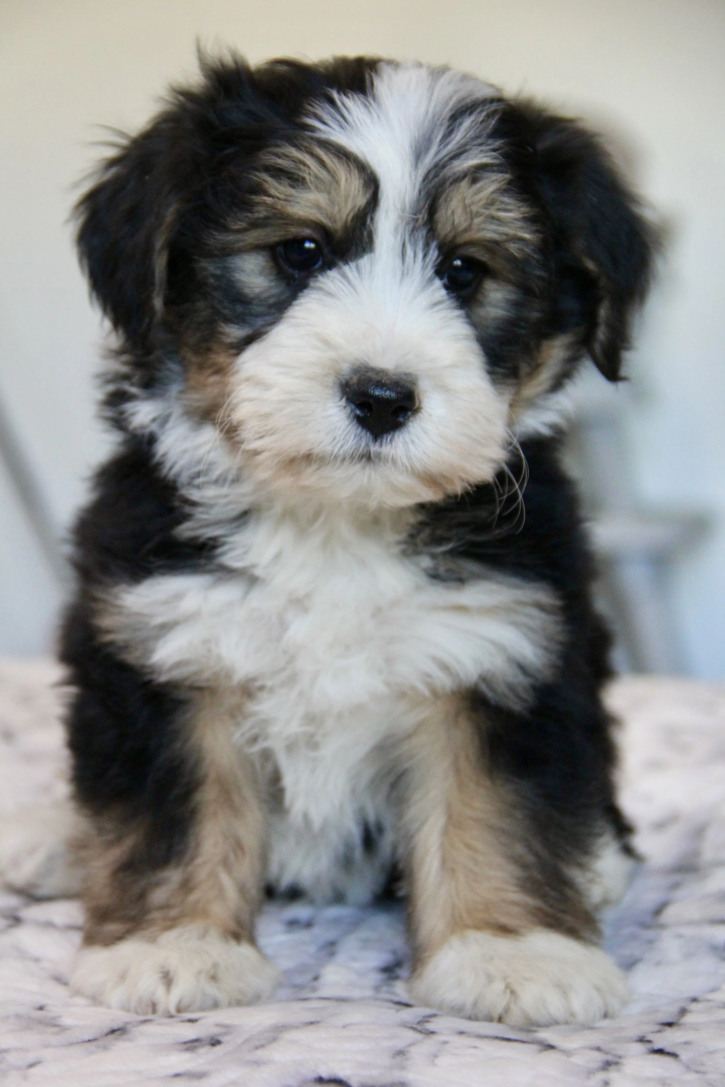 Mini Bernedoodles — Lawler’s Legacy Litters