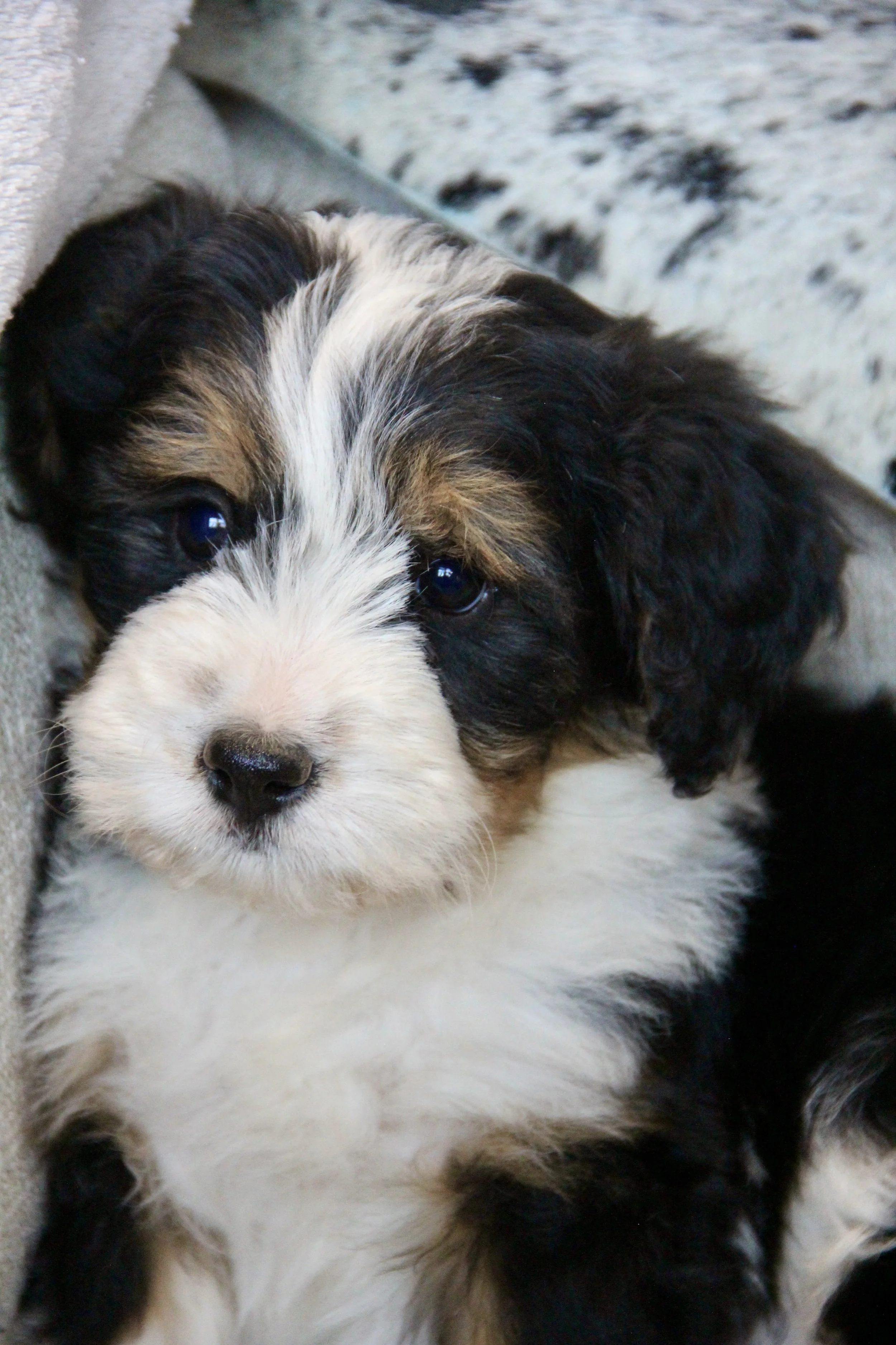 Mini Bernedoodles — Lawler’s Legacy Litters