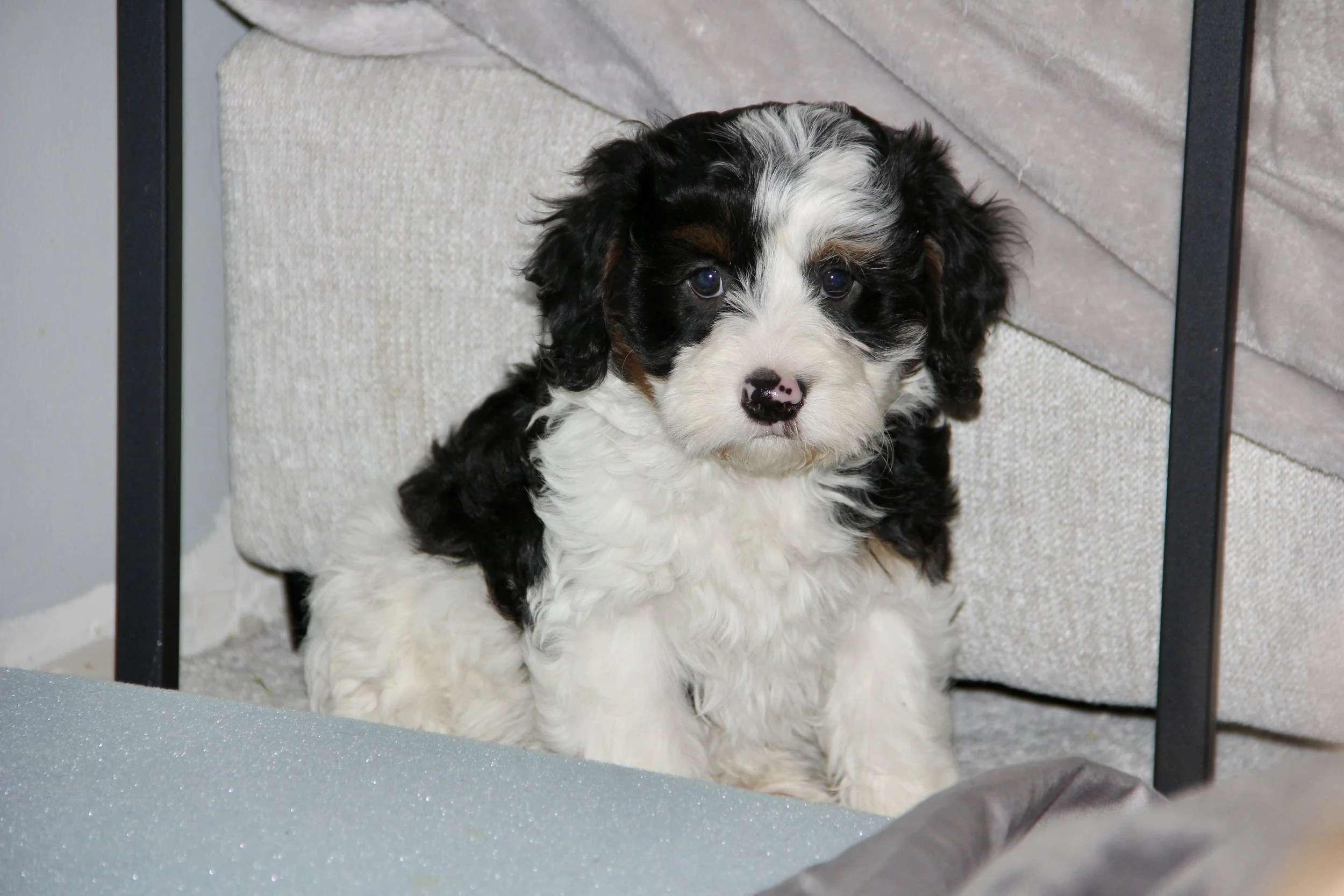 Cavapoo puppies for sale — Lawler’s Legacy Litters