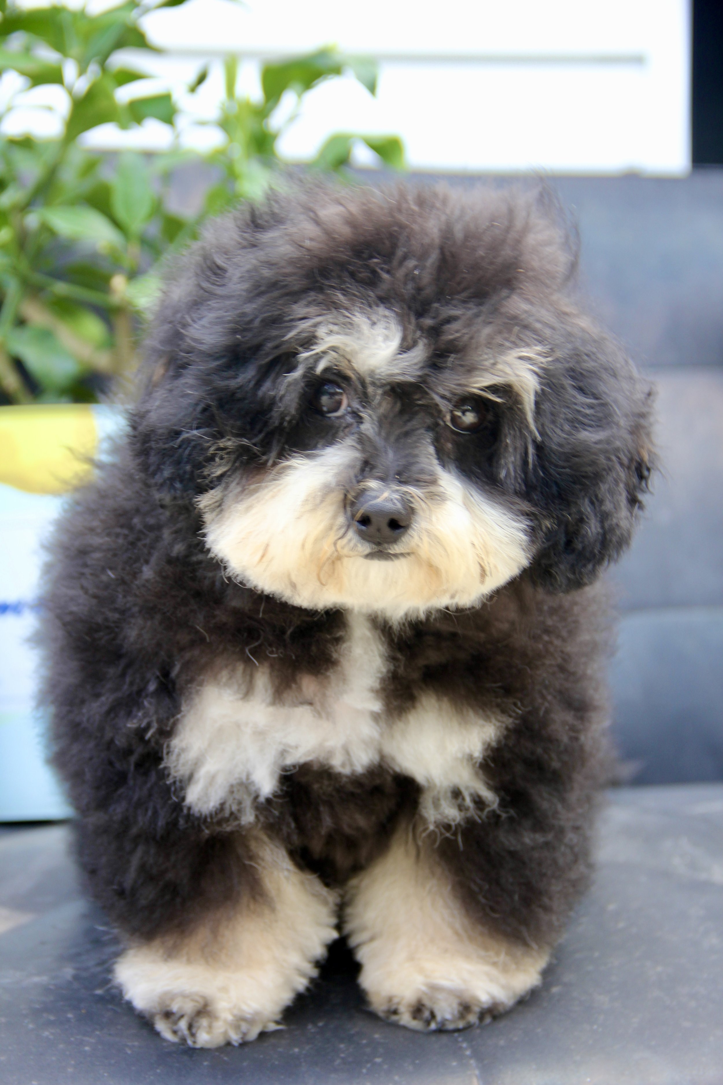 Cavapoo puppies for sale — Lawler’s Legacy Litters