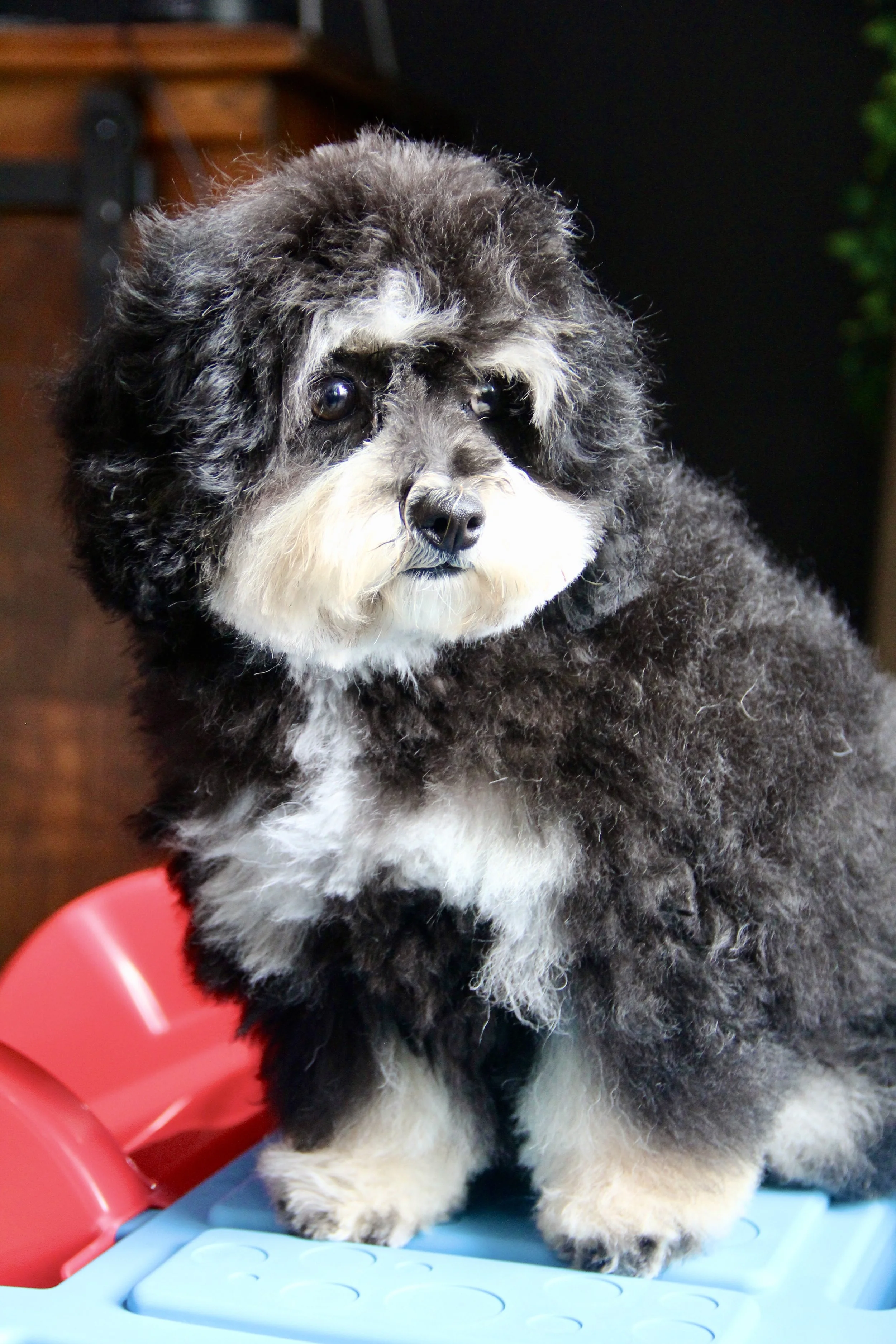 Cavapoo puppies for sale — Lawler’s Legacy Litters