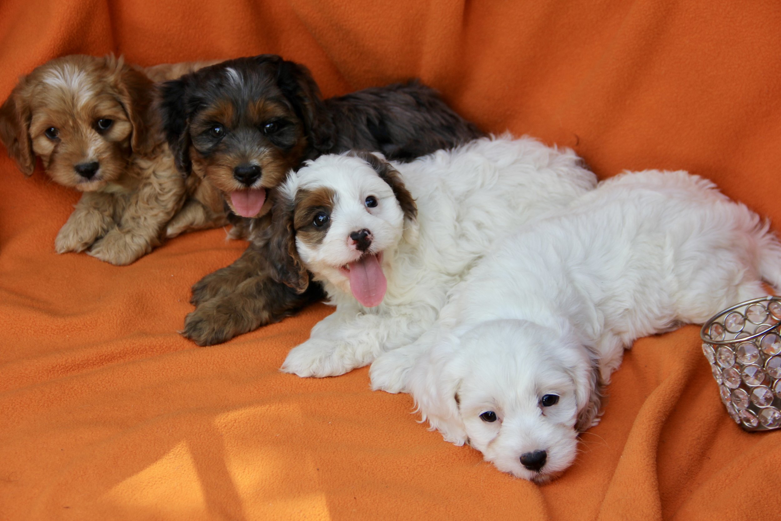 Cavapoo puppies for sale — Lawler’s Legacy Litters
