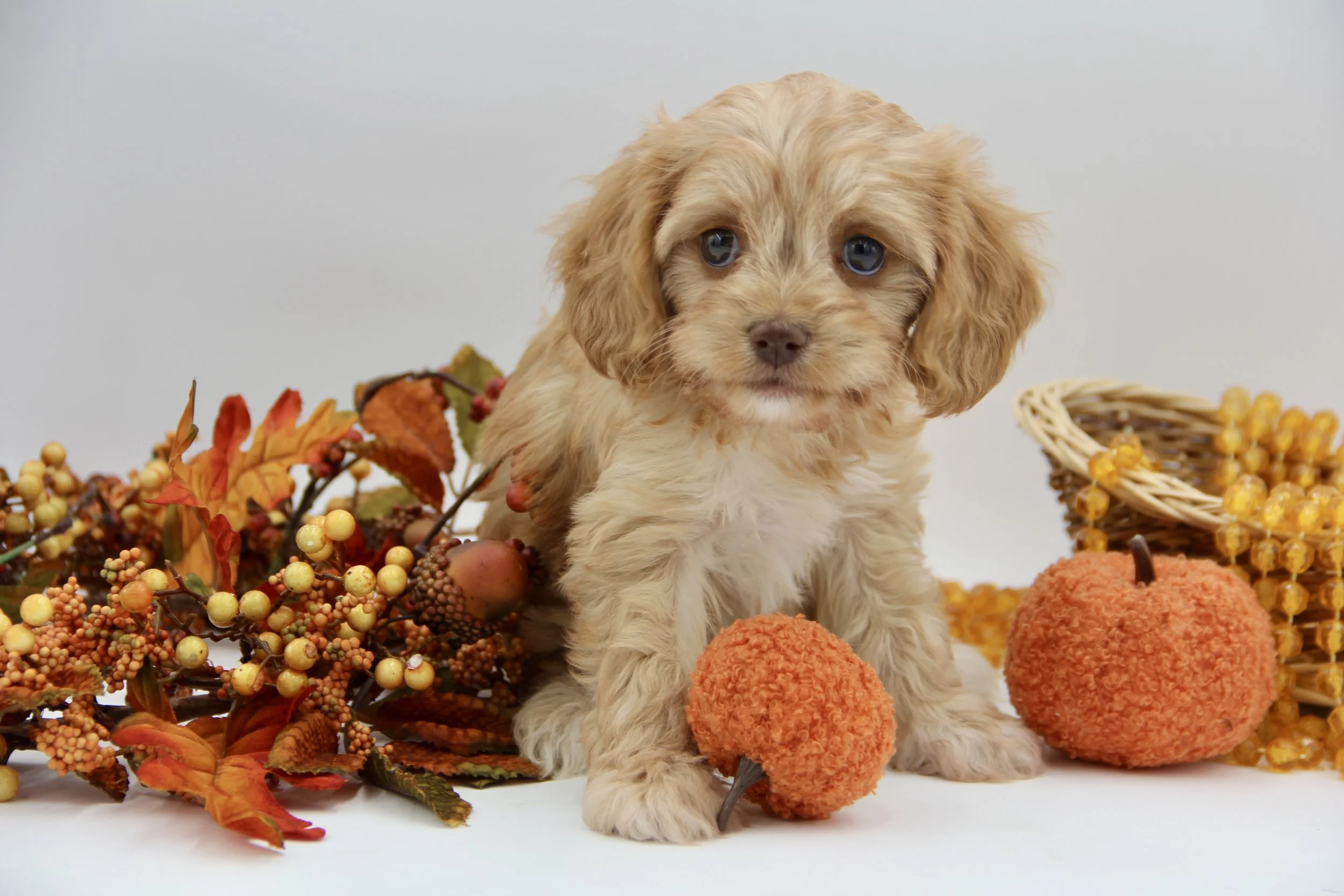 Cavapoo puppies for sale — Lawler’s Legacy Litters
