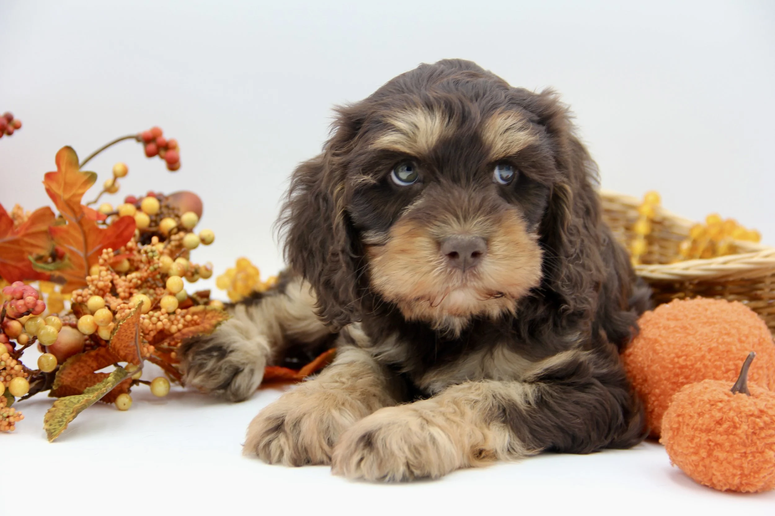 Cavapoo puppies for sale — Lawler’s Legacy Litters