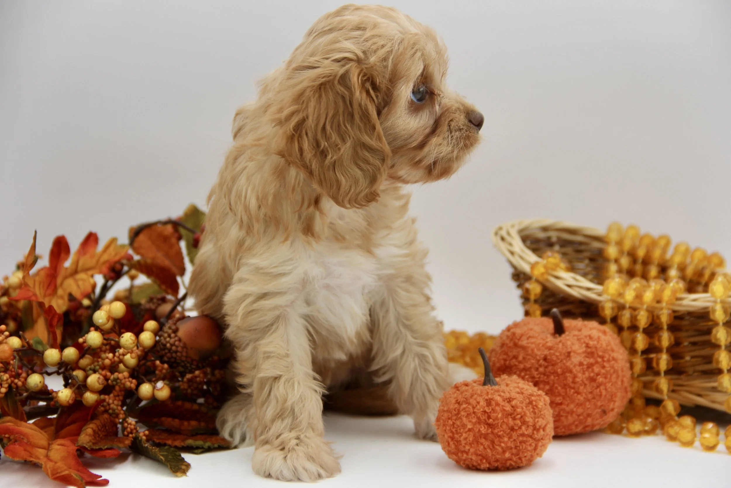 Cavapoo puppies for sale — Lawler’s Legacy Litters