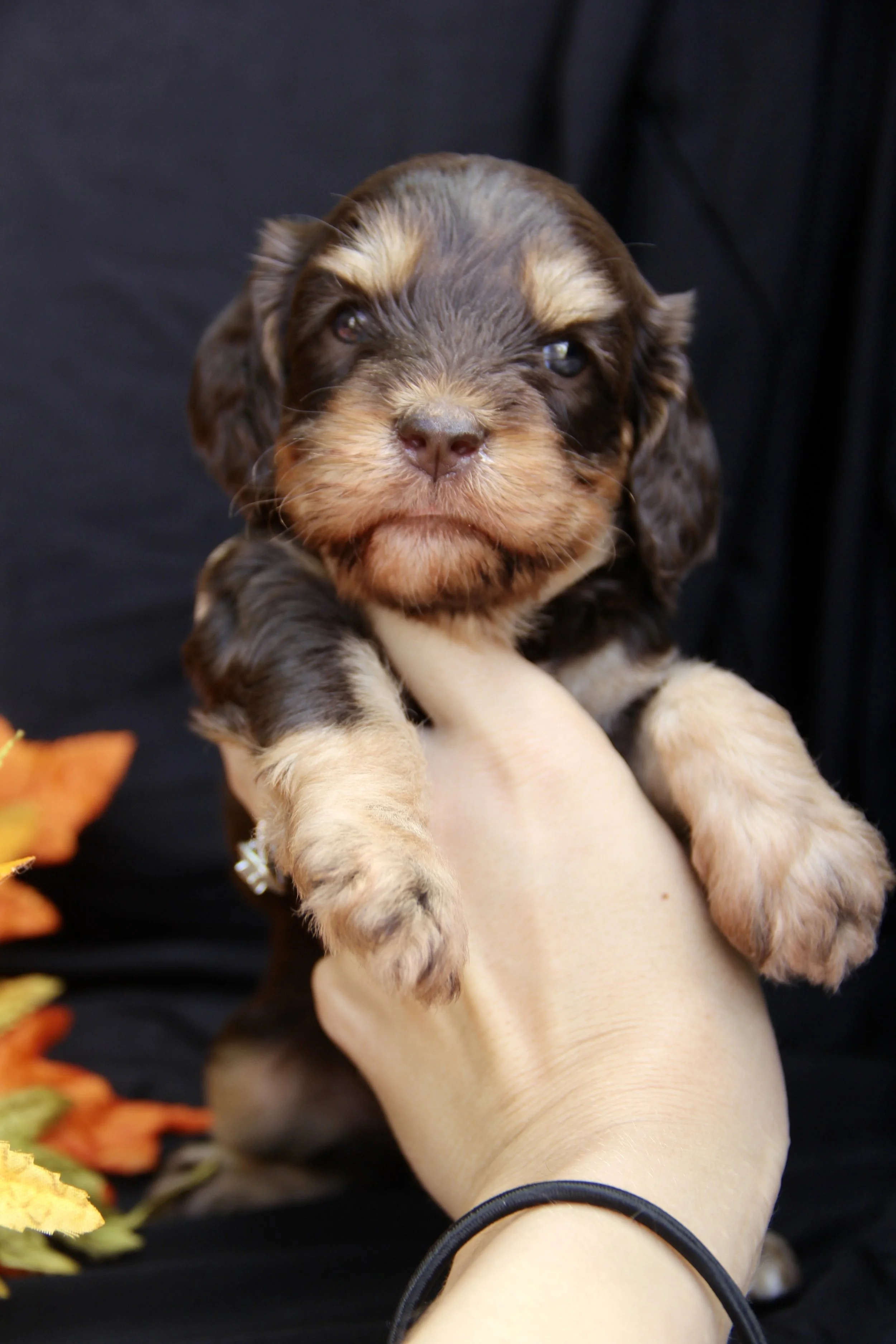 Cavapoo puppies for sale — Lawler’s Legacy Litters