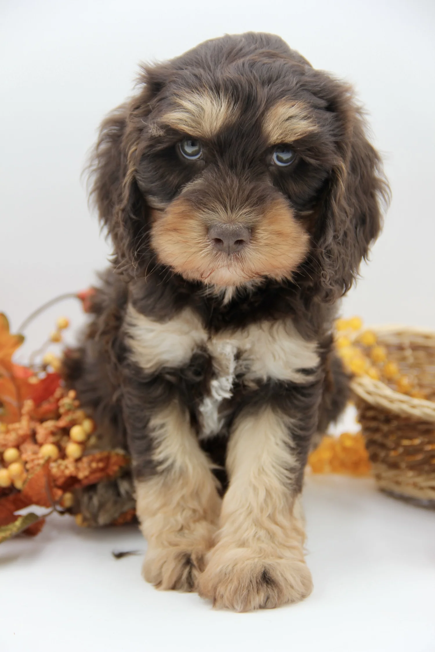 Cavapoo puppies for sale — Lawler’s Legacy Litters