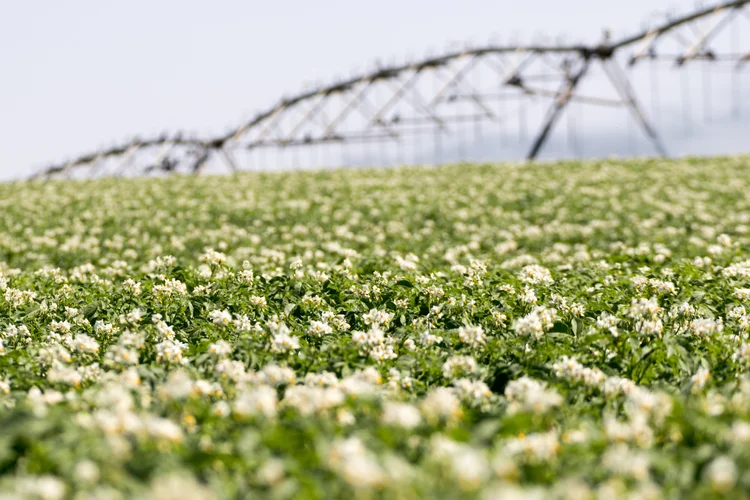 Parilla Premium Potatoes