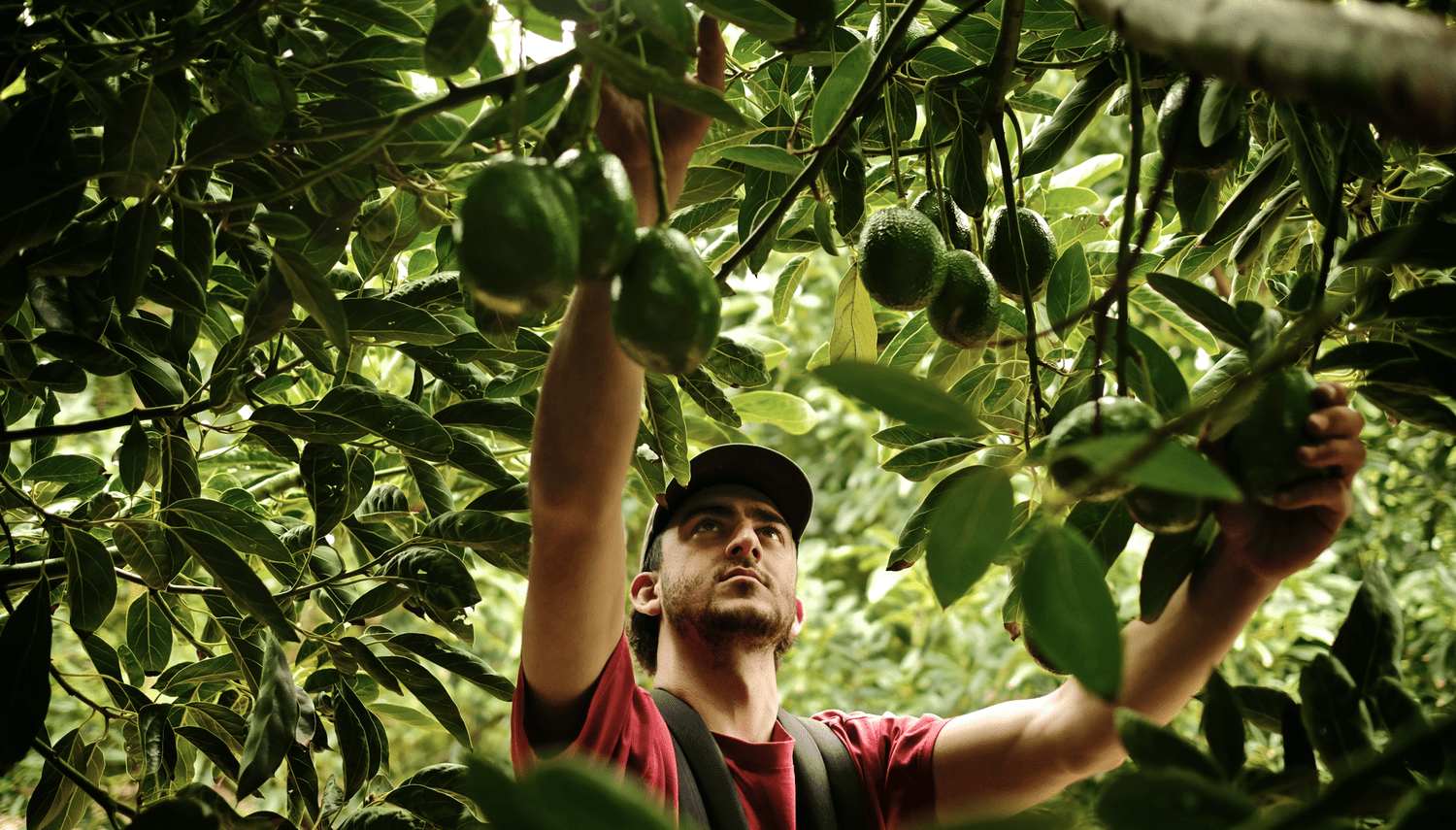 Our Avos — Delcado Avocados