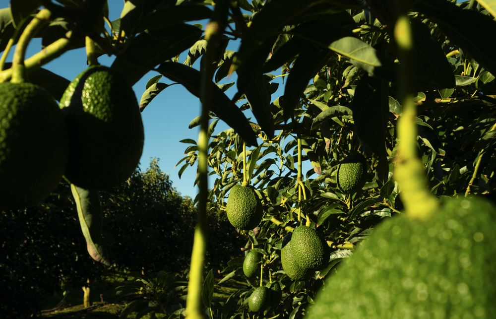 Our Avos — Delcado Avocados