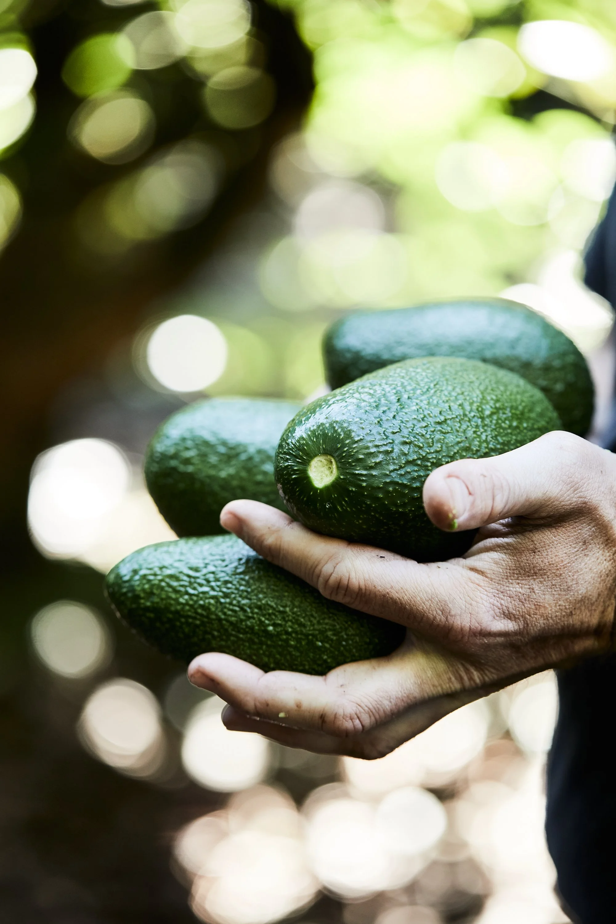 GRAB US WHILE YOU STILL CAN. — Delcado Avocados