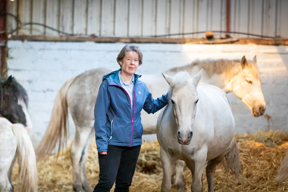 Horses — Animal Behaviour Clinic