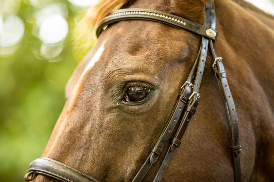 Horses — Animal Behaviour Clinic