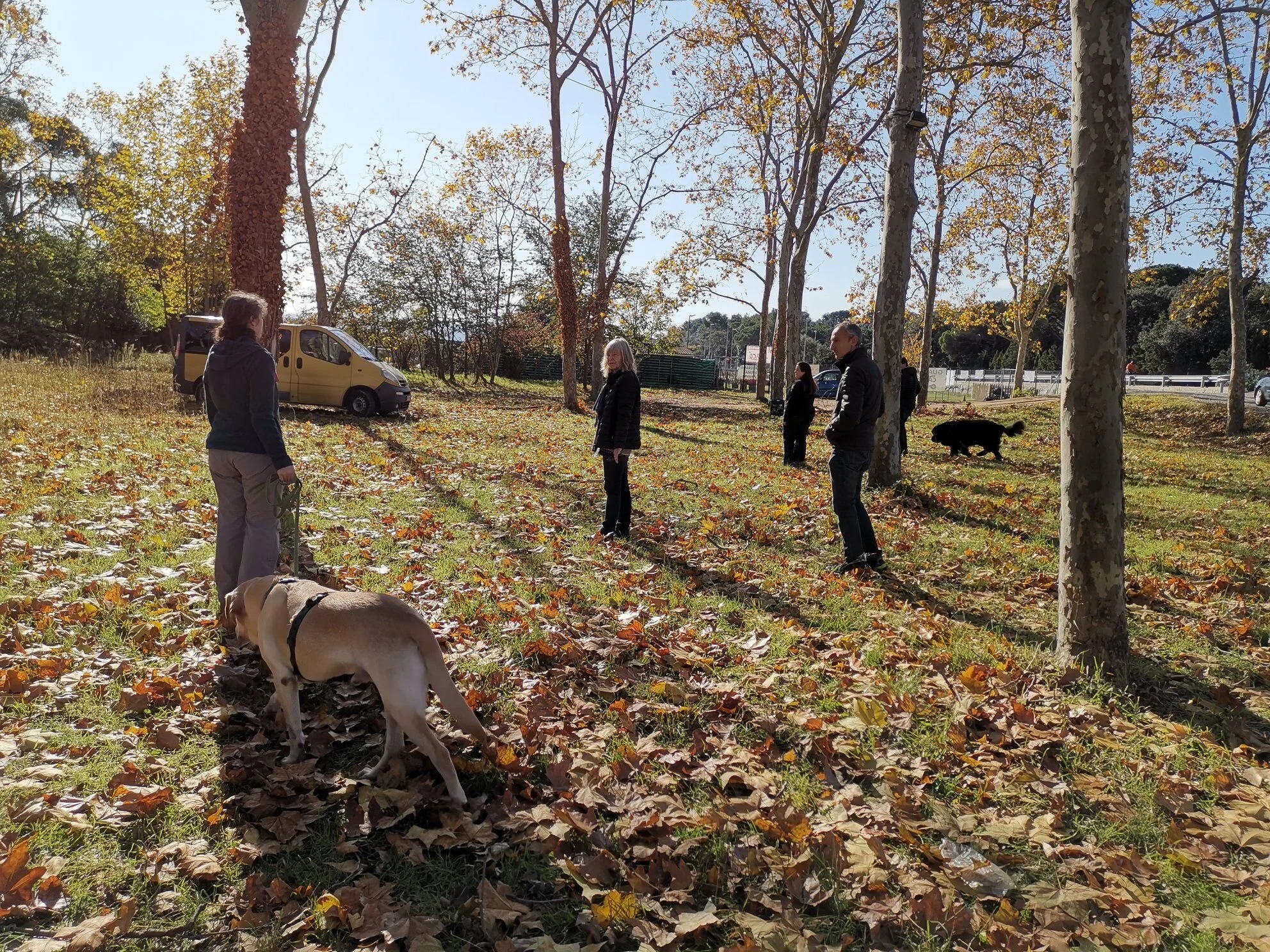 The wonder of parallel walking — Smiling Leash