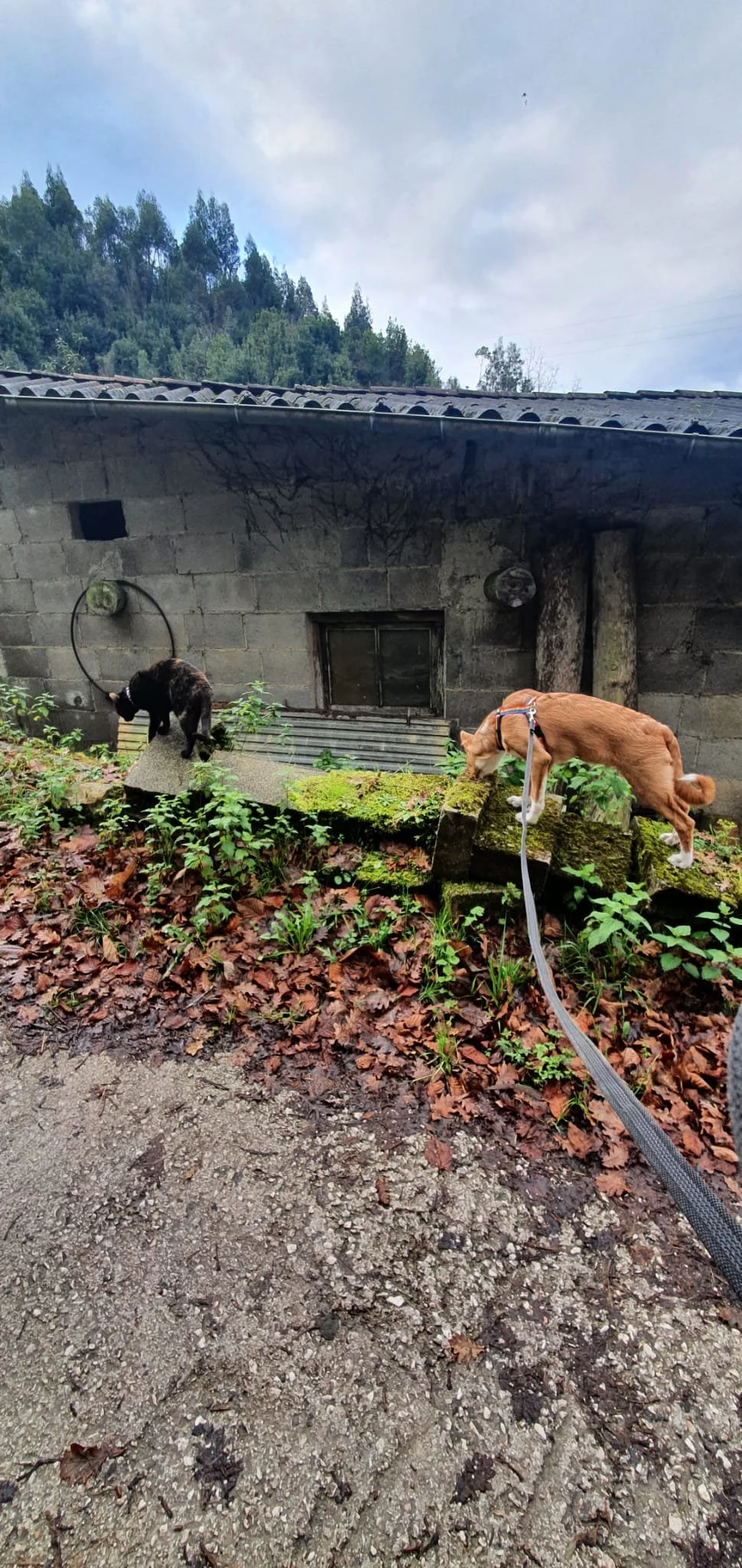 When Puppies Have a Difficult Start in Life — Smiling Leash