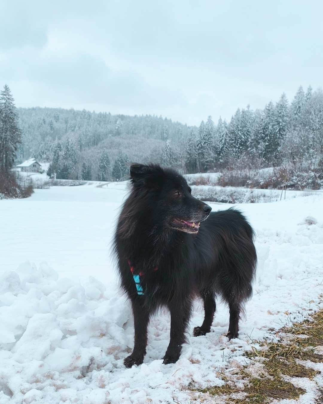 Giving our dogs choices — Smiling Leash