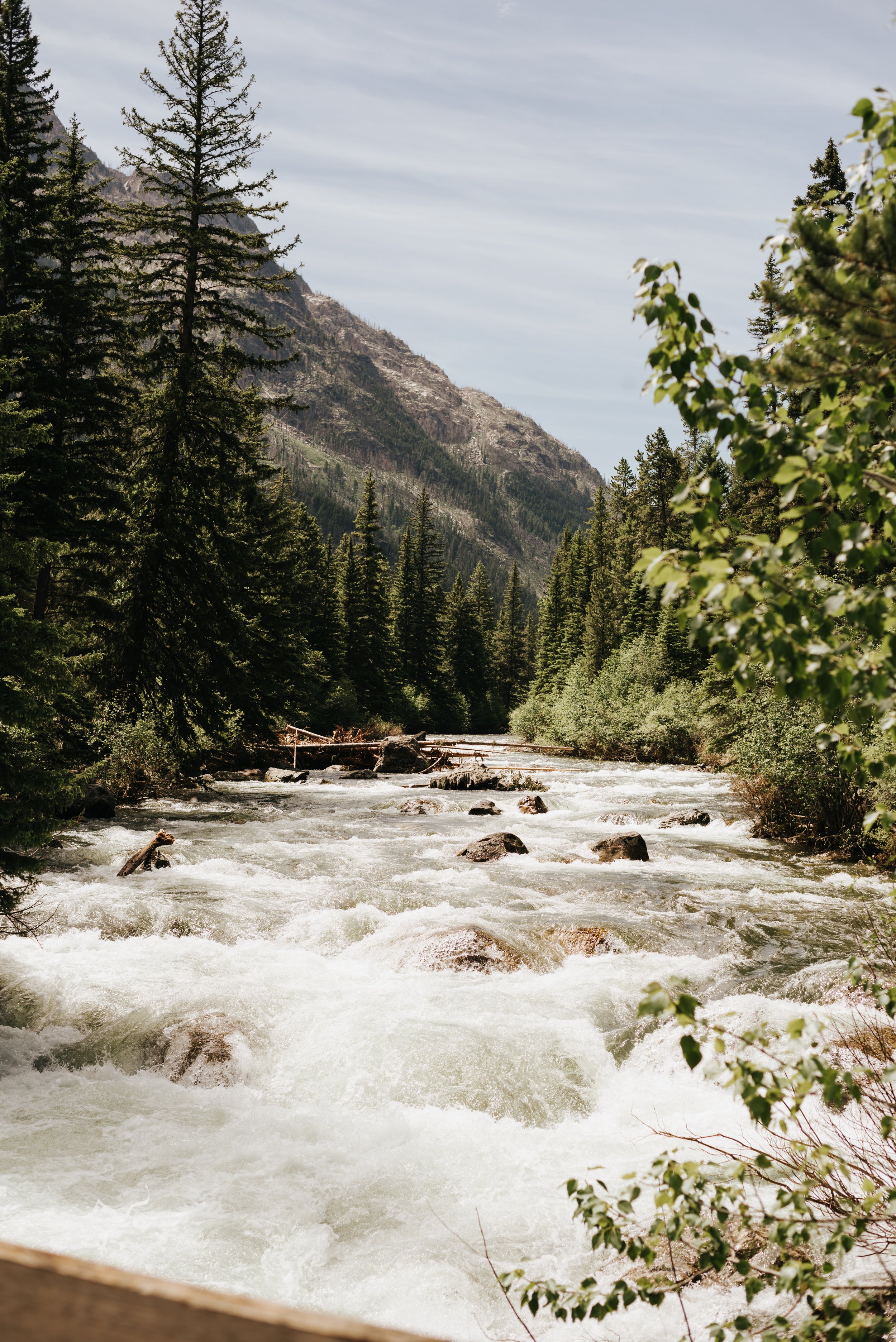 Ash River Australian Shepherds