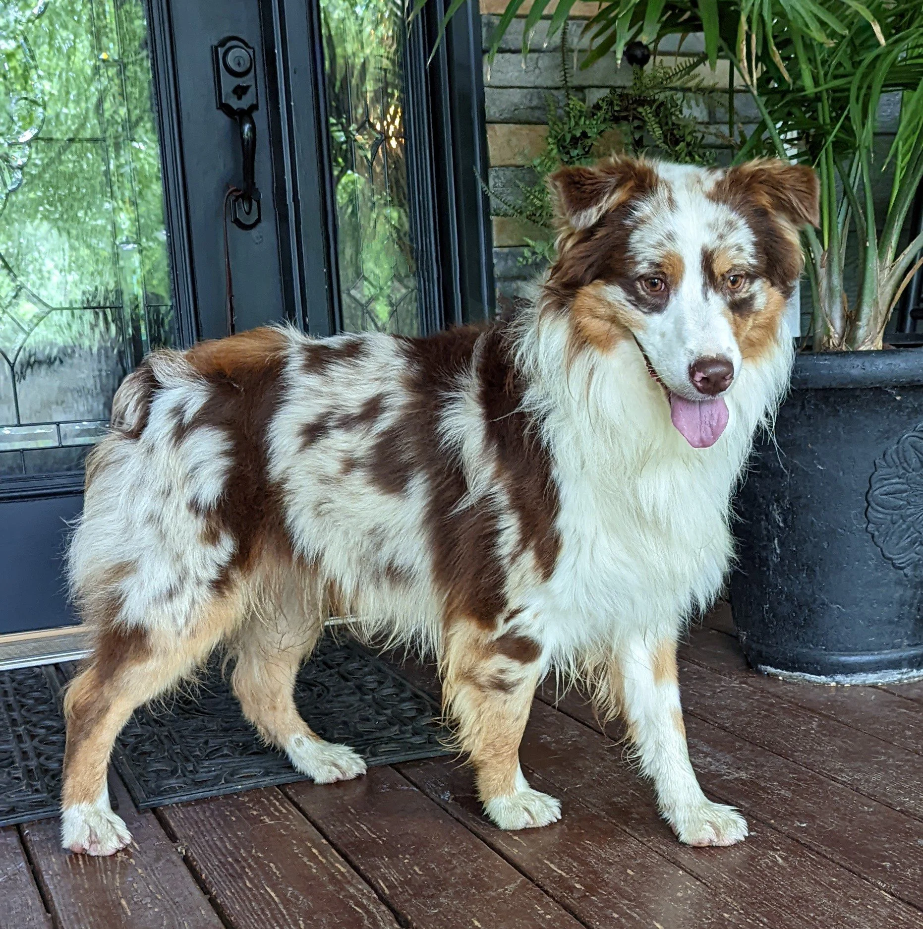 Available Puppies — Ash River Australian Shepherds