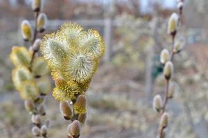 The Legend of the Pussy Willow — Fruit and Flower Shop