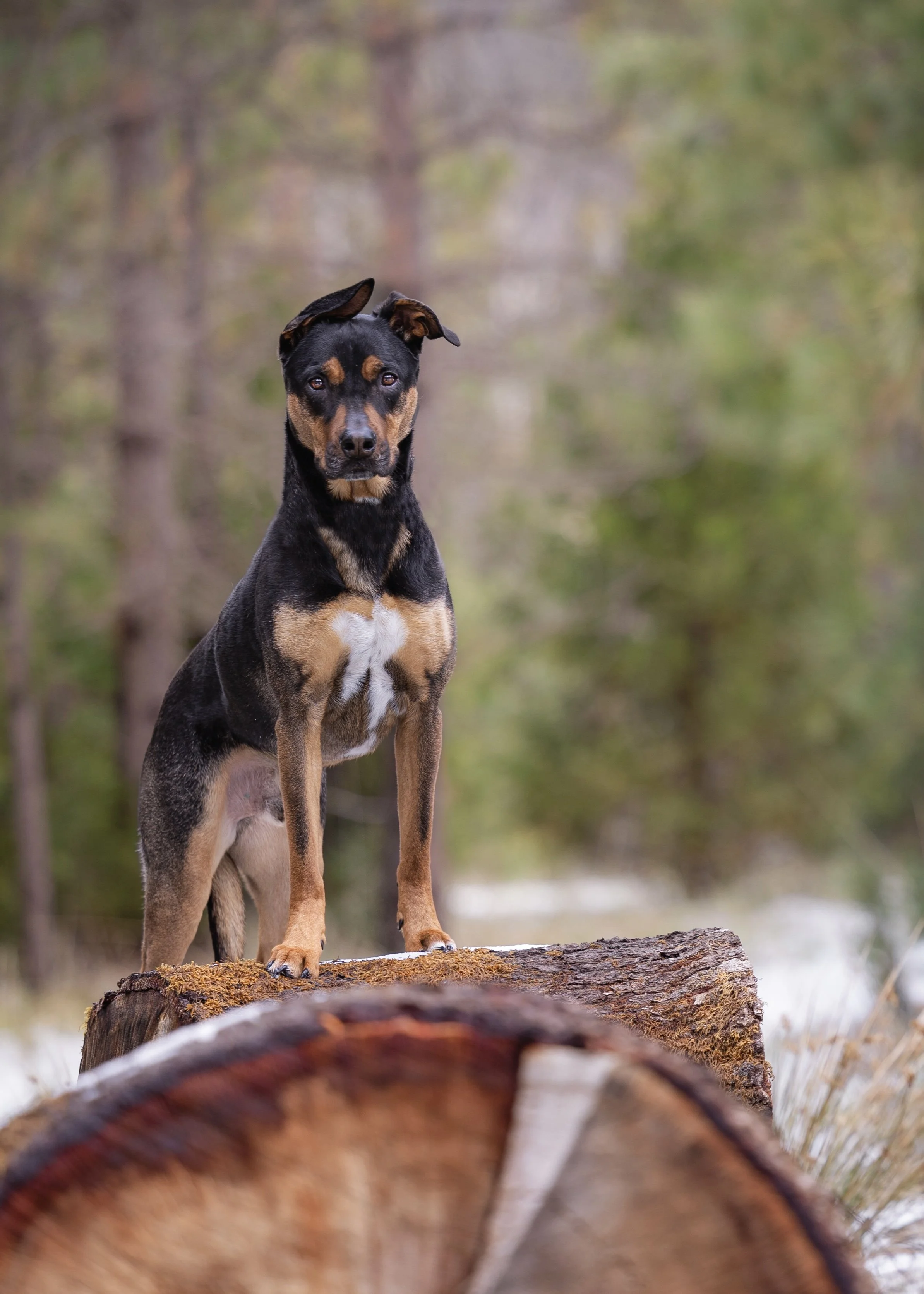 Fur Real Life Photography