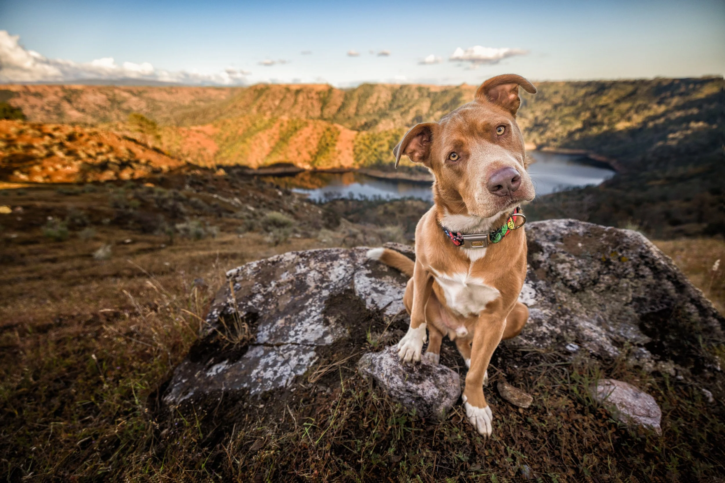 Fur Real Life Photography