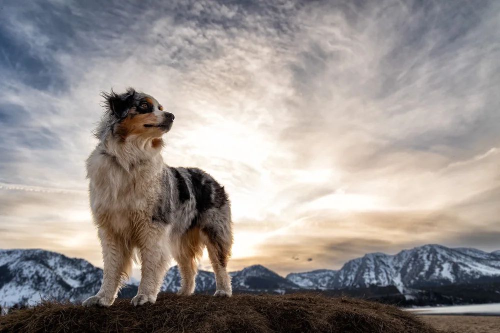 Fur Real Life Photography