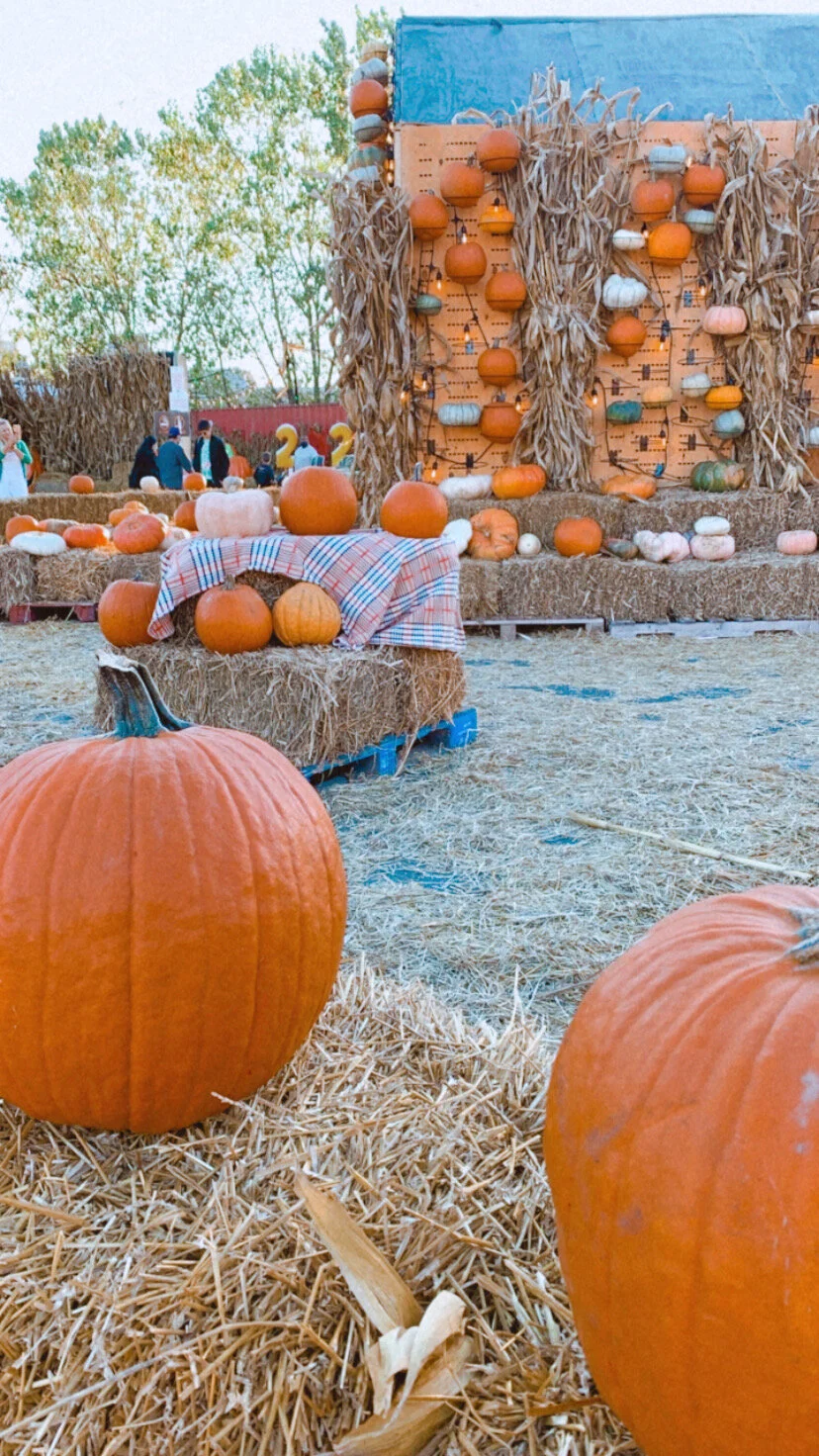 Visiting the Pumpkin Patch in Downtown Chicago — Ruby Travels