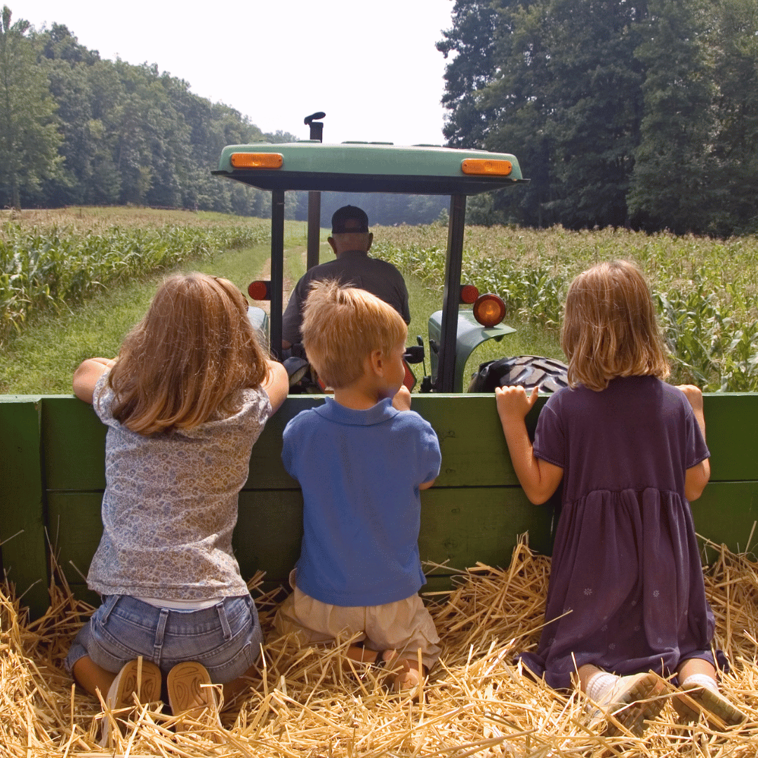 Fall Frenzy: 5 Outdoor Activities to Make the Most of Autumn With Your ...