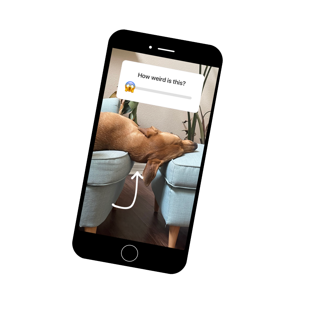 8 IG STORY IDEAS FOR YOUR DOG’S INSTAGRAM ACCOUNT