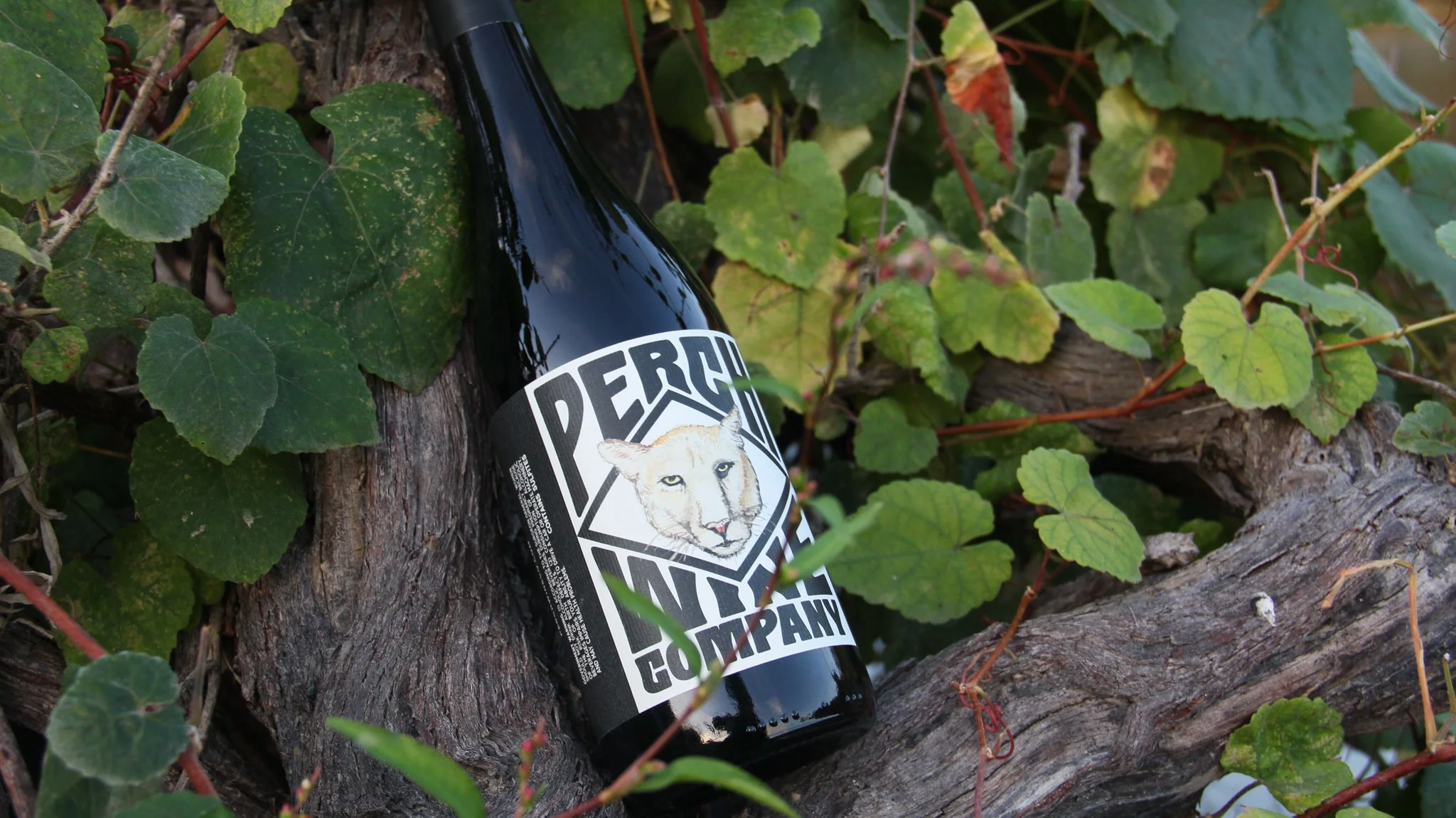 Shop — Perch Wine Co.